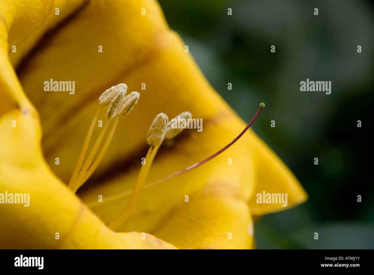 Solandra maxima flowers hi-res stock photography and images - Alamy