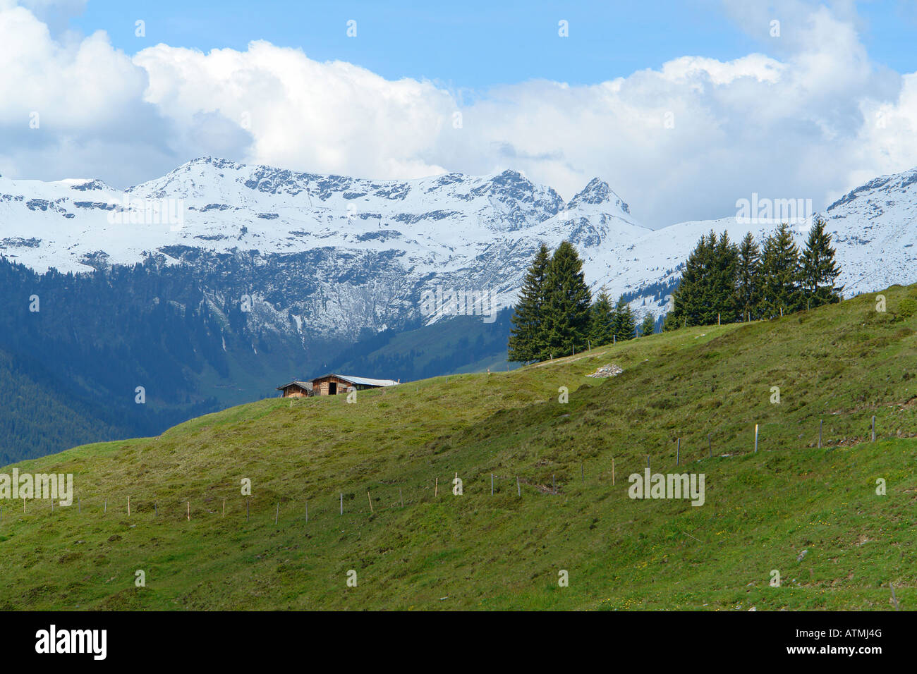 Alpine meadow in the alps, austria, europe Stock Photo - Alamy