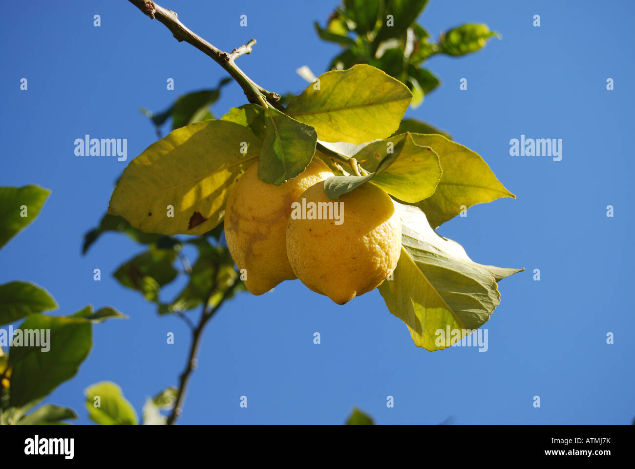 Lemon Tree, Ithaca, Greece Stock Photo - Alamy