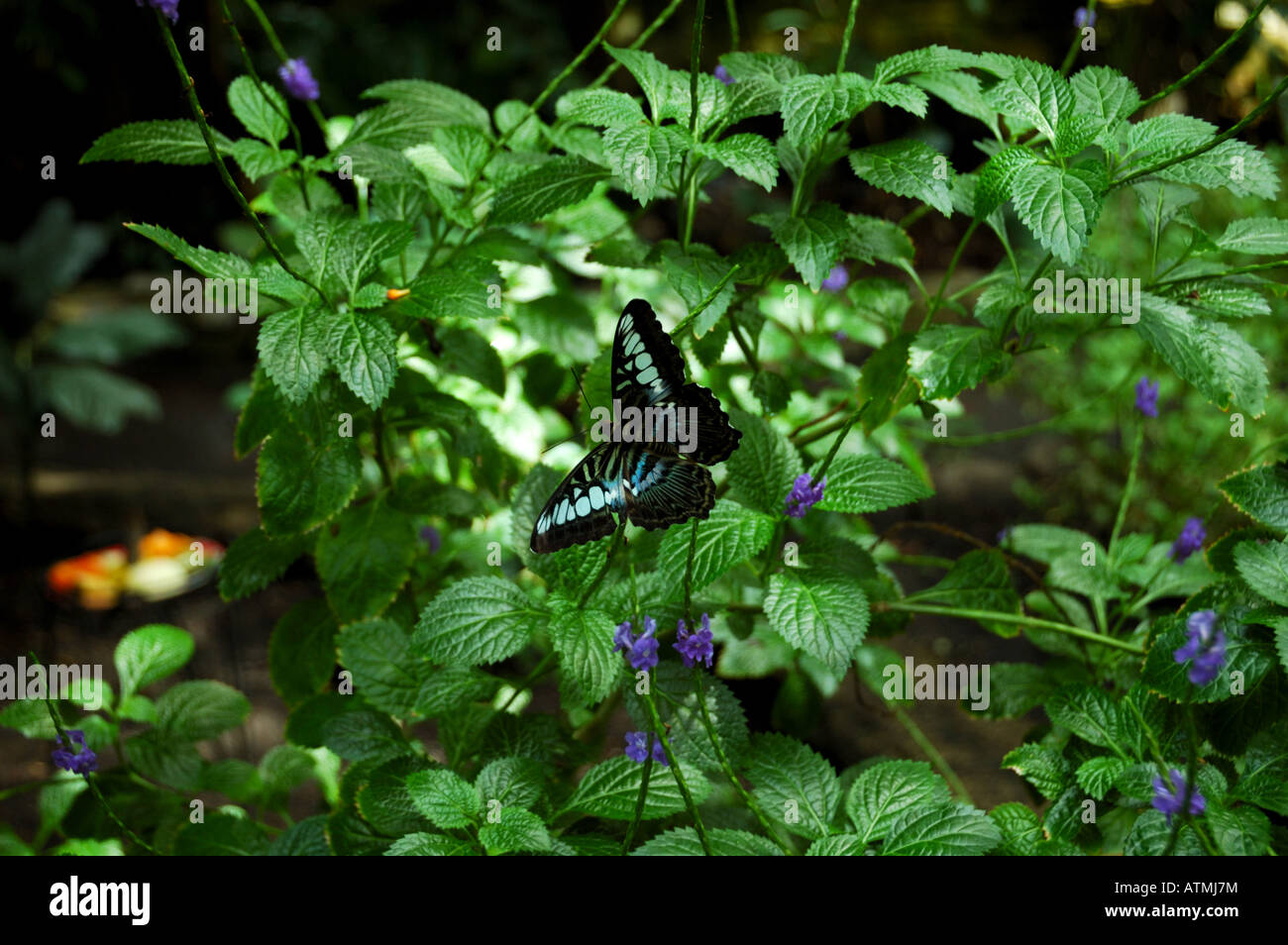 A black-blue Clipper butterfly in the bushes Stock Photo - Alamy