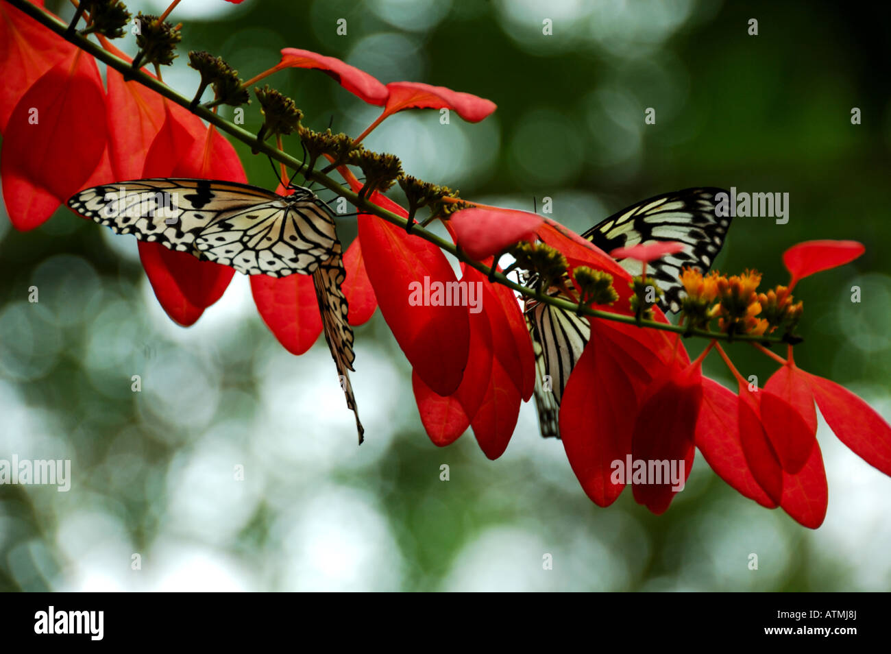 How to make paper butterflies hi-res stock photography and images - Alamy