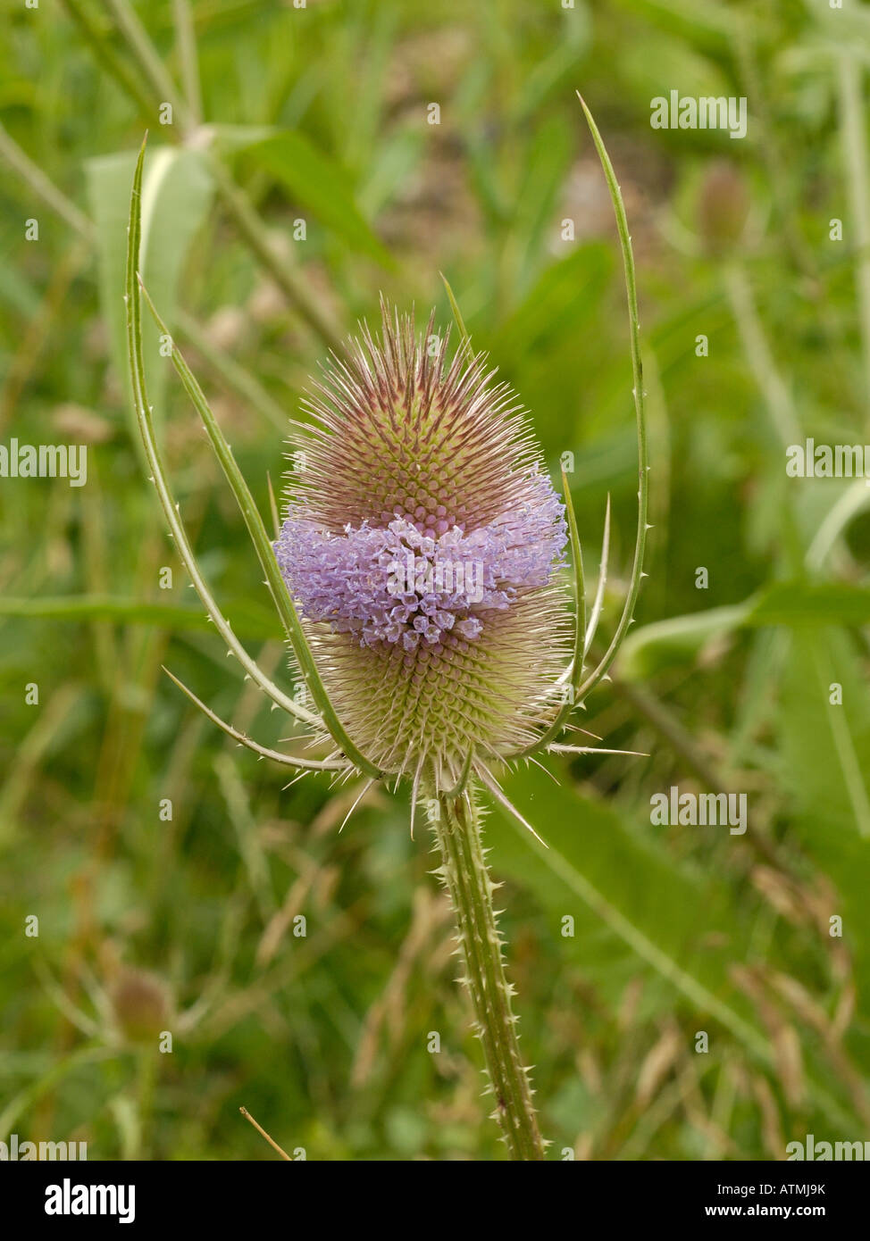 Wild Teasel, dipsacus fullonum Stock Photo - Alamy