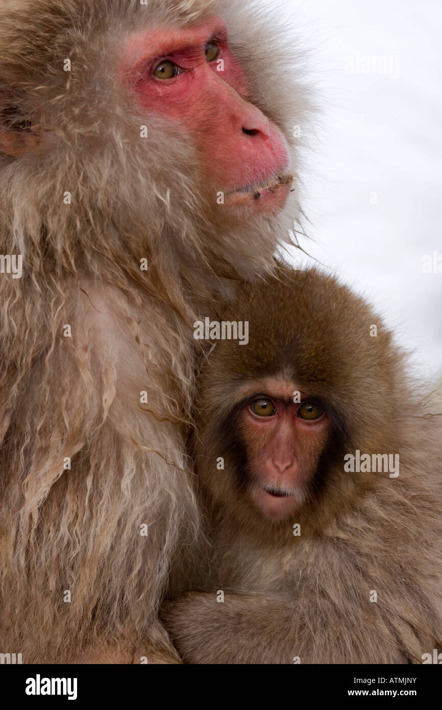 Japanese macaques snow monkeys hi-res stock photography and images - Alamy