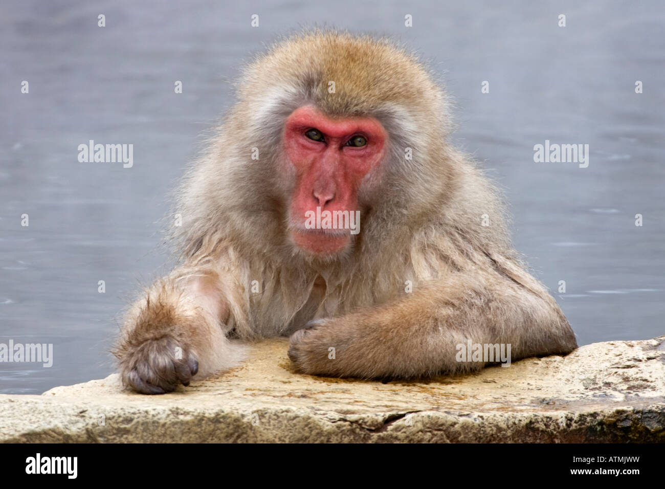 snow monkeys Japanese macaques bathing in hot springs Jigokudani Nagano ...