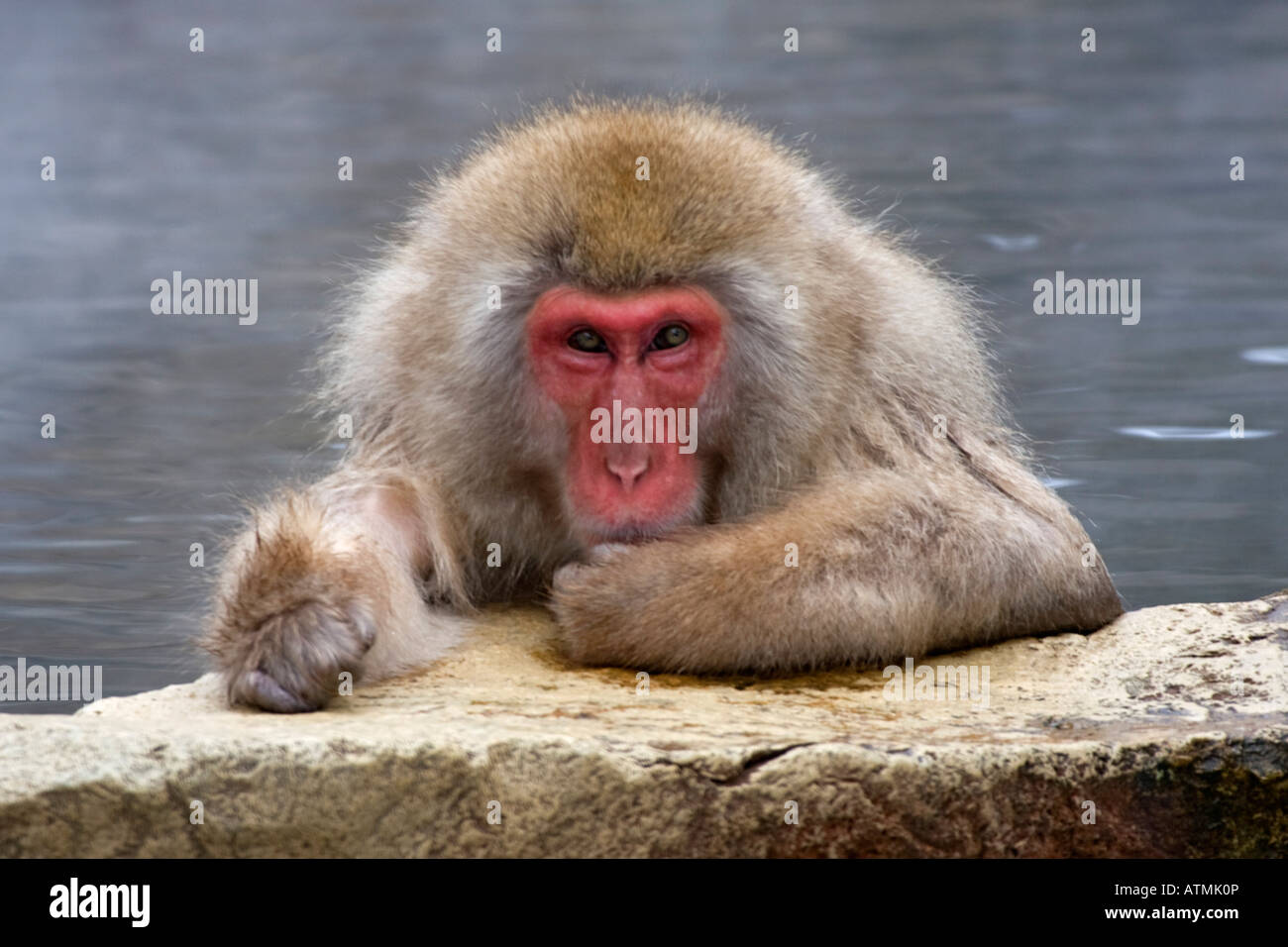 snow monkeys Japanese macaques bathing in hot springs Jigokudani Nagano ...
