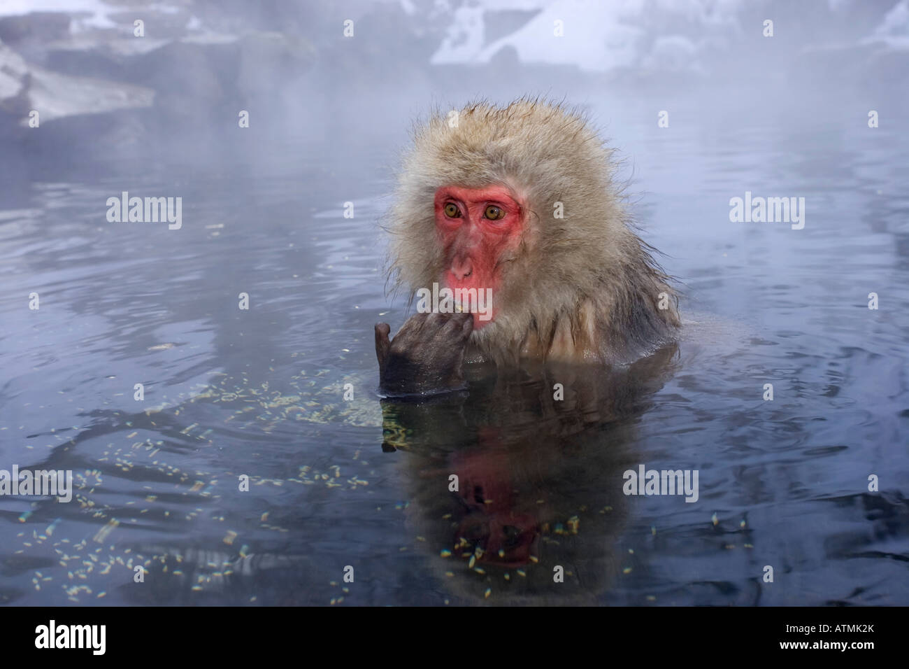 snow monkeys Japanese macaques Japan hot springs Stock Photo - Alamy