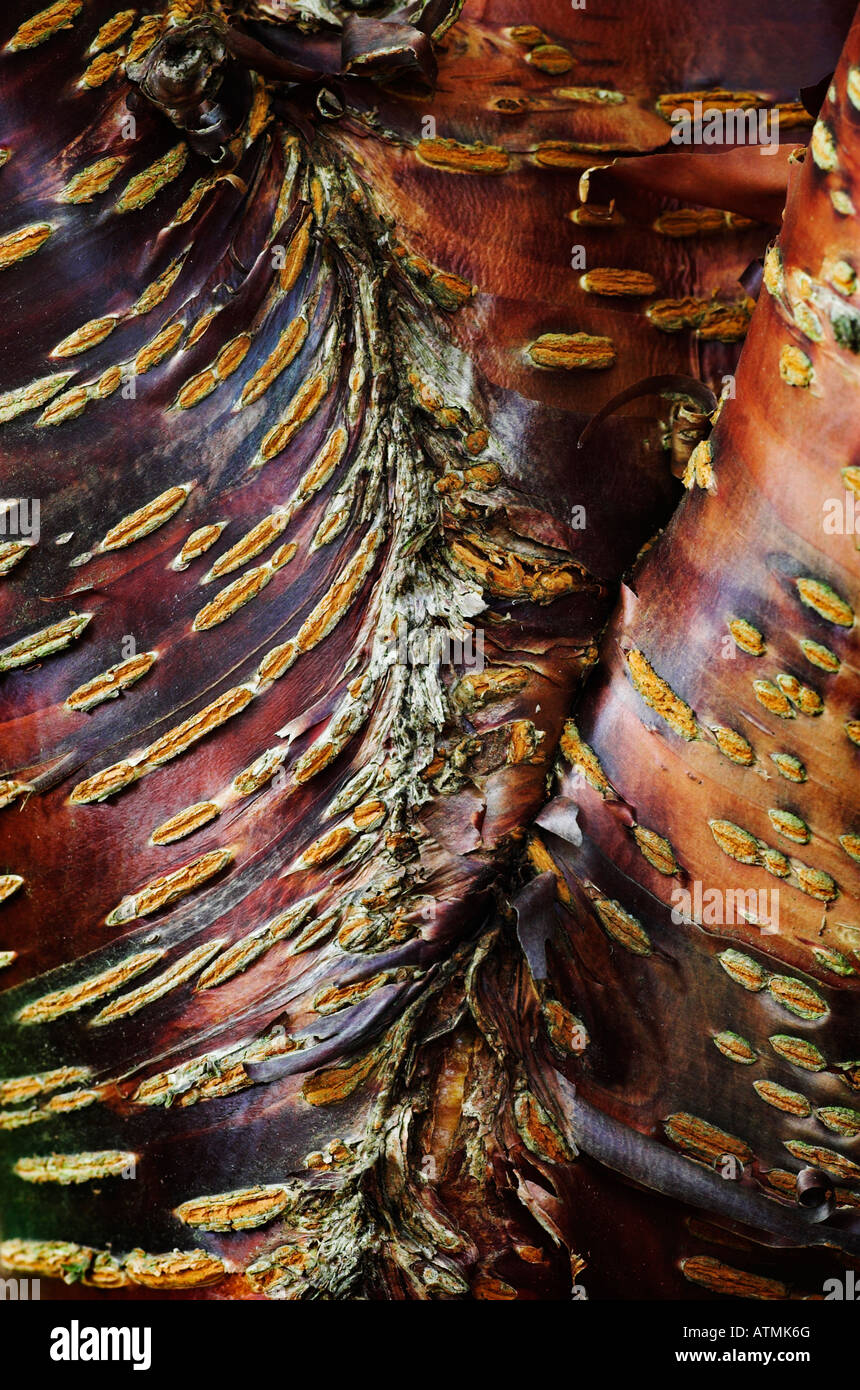 Prunus Rufa Bark Cherry Tree High Resolution Stock Photography and ...