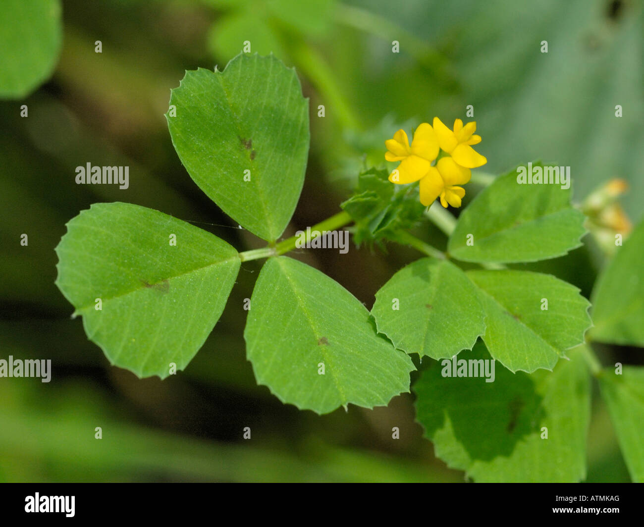 Spotted medick hi-res stock photography and images - Alamy
