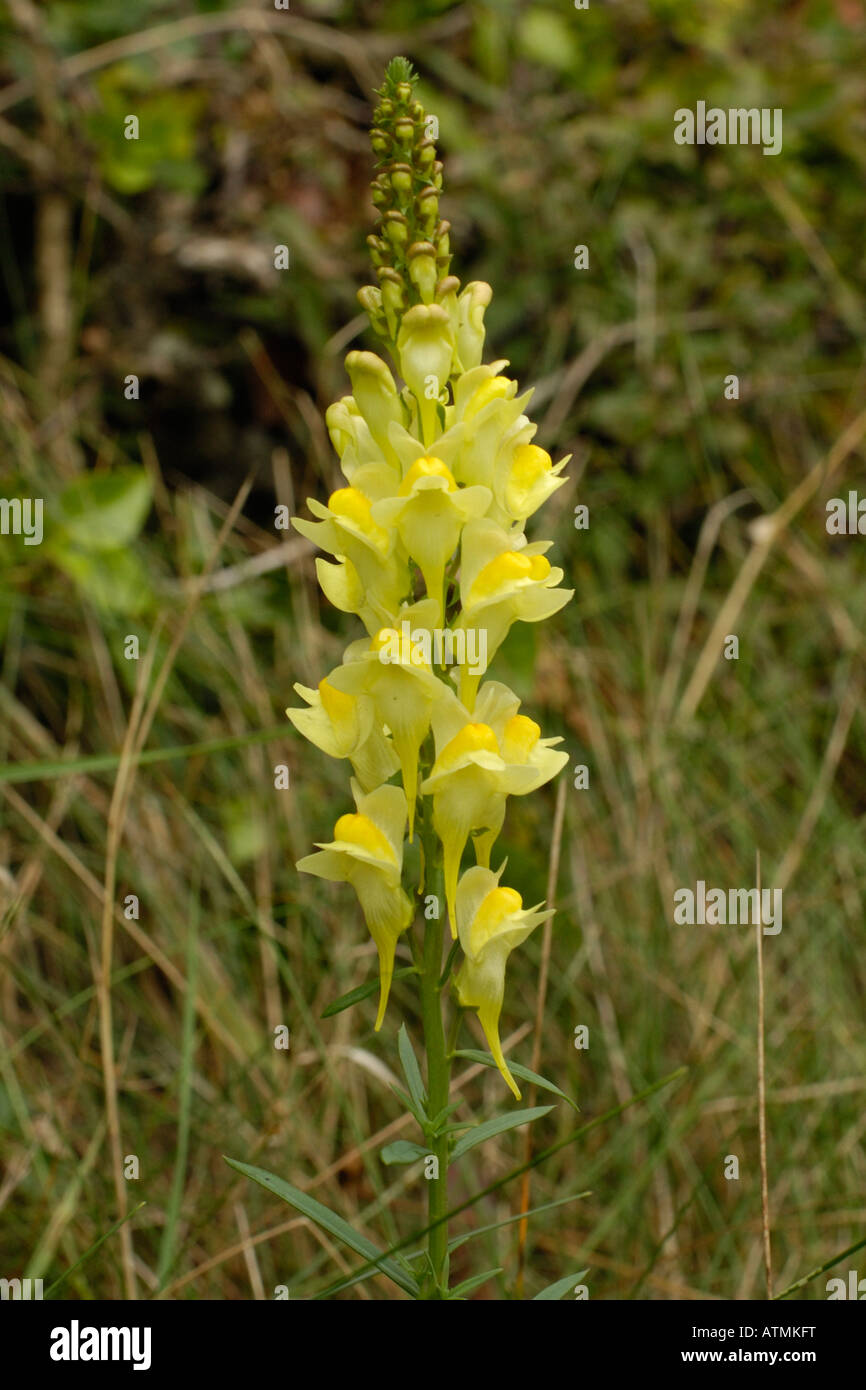 Common Toadflax, linaria vulgaris Stock Photo - Alamy