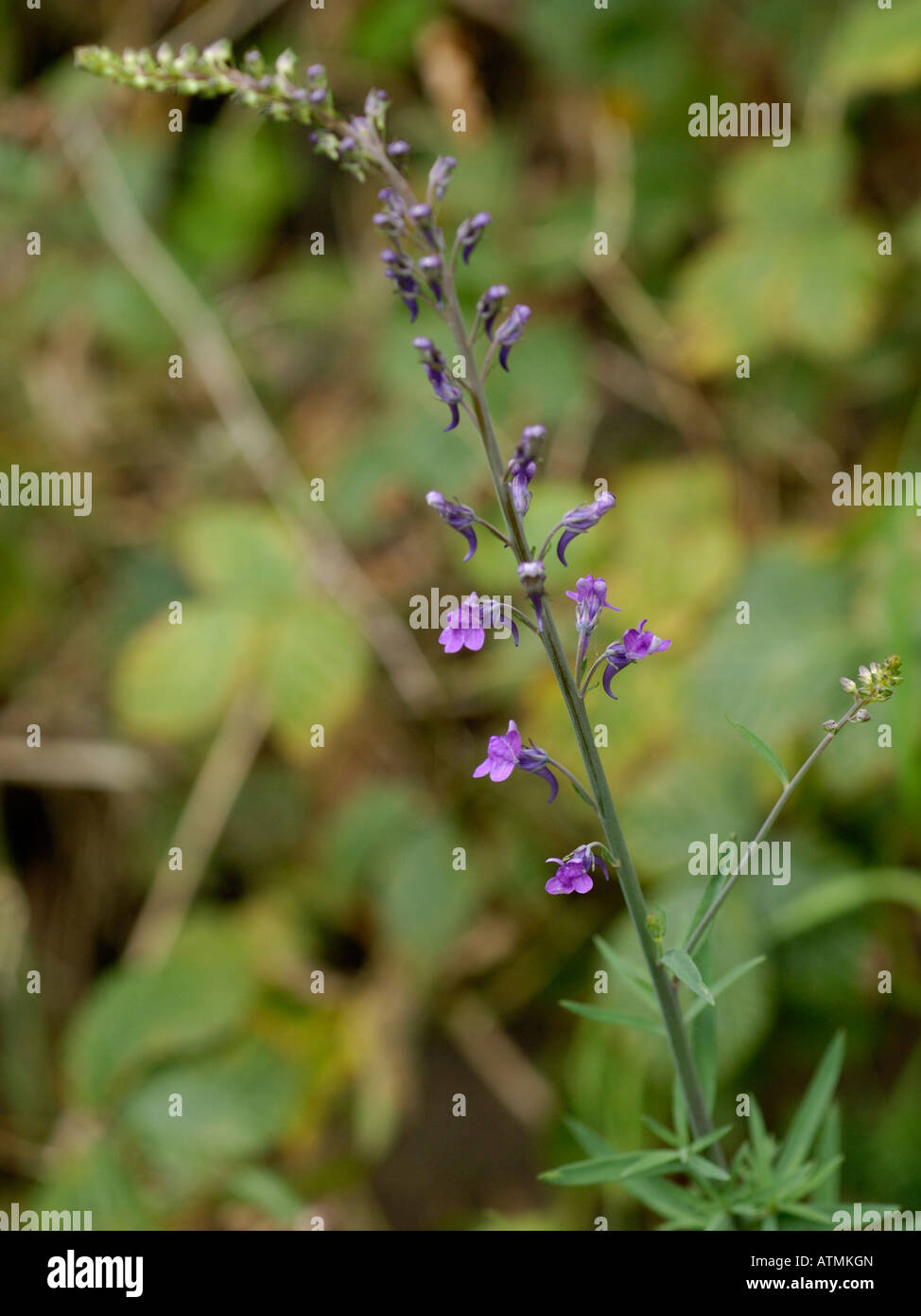 Purple Toadflax, linaria purpurea Stock Photo - Alamy