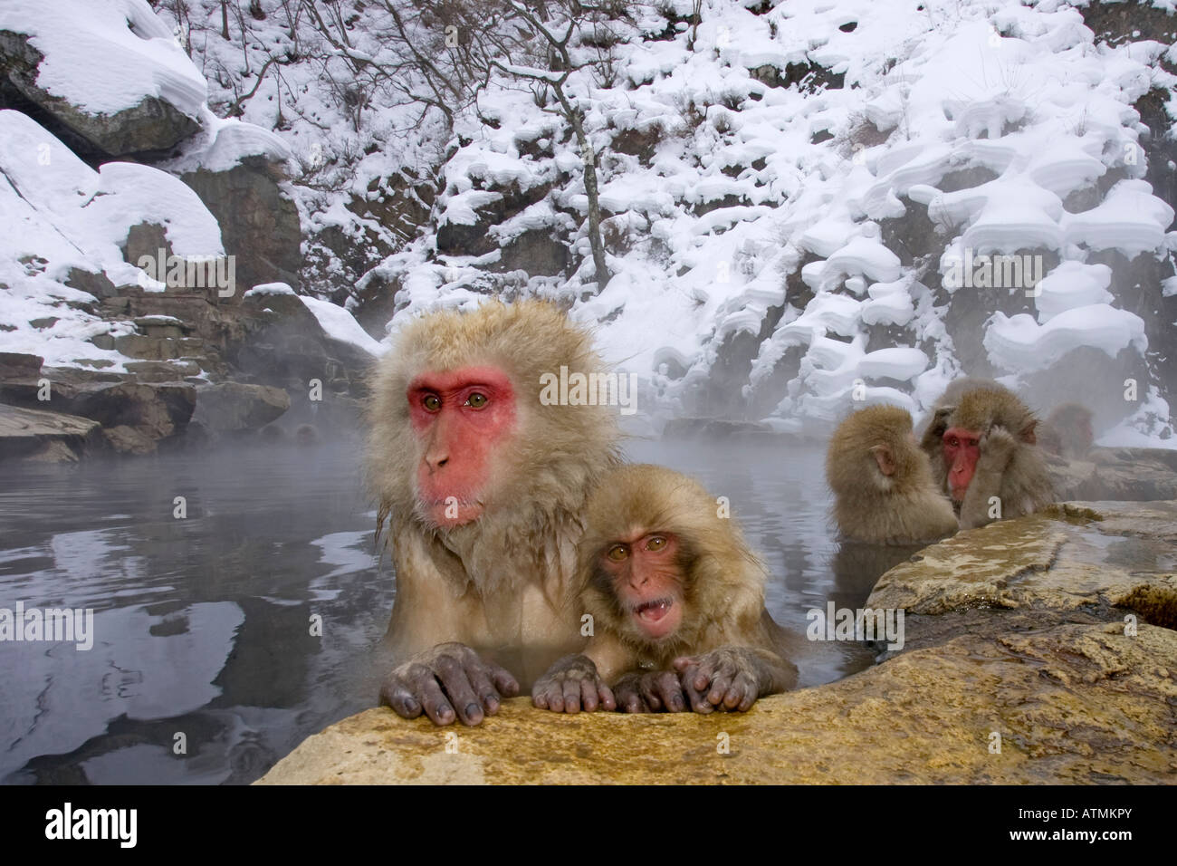 snow monkeys Japanese macaques bathing in hot springs Jigokudani Nagano ...