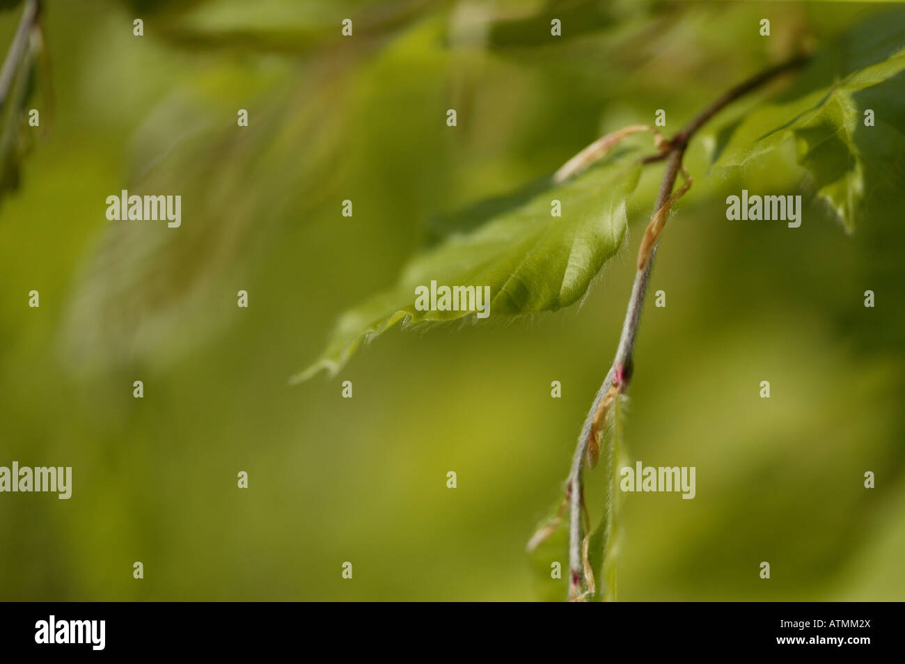 Leaf unfolding hi-res stock photography and images - Alamy