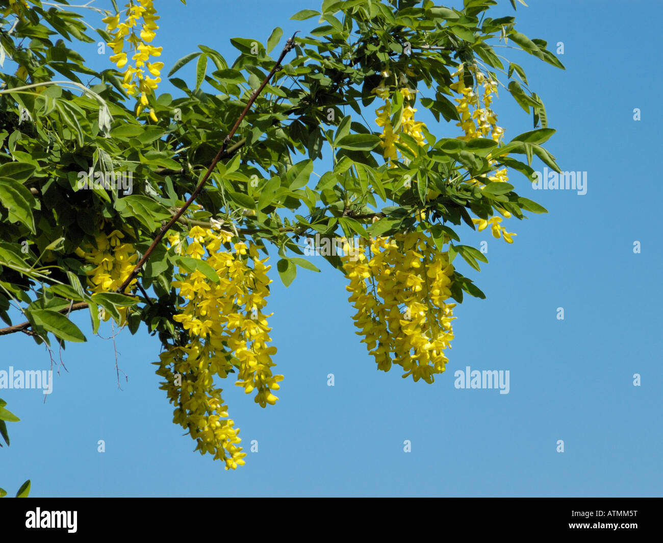 Laburnum yellow hi-res stock photography and images - Alamy