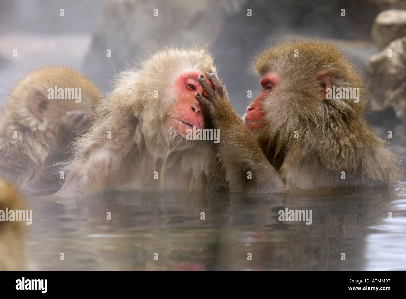 snow monkeys Japanese macaques bathing in hot springs and grooming each ...