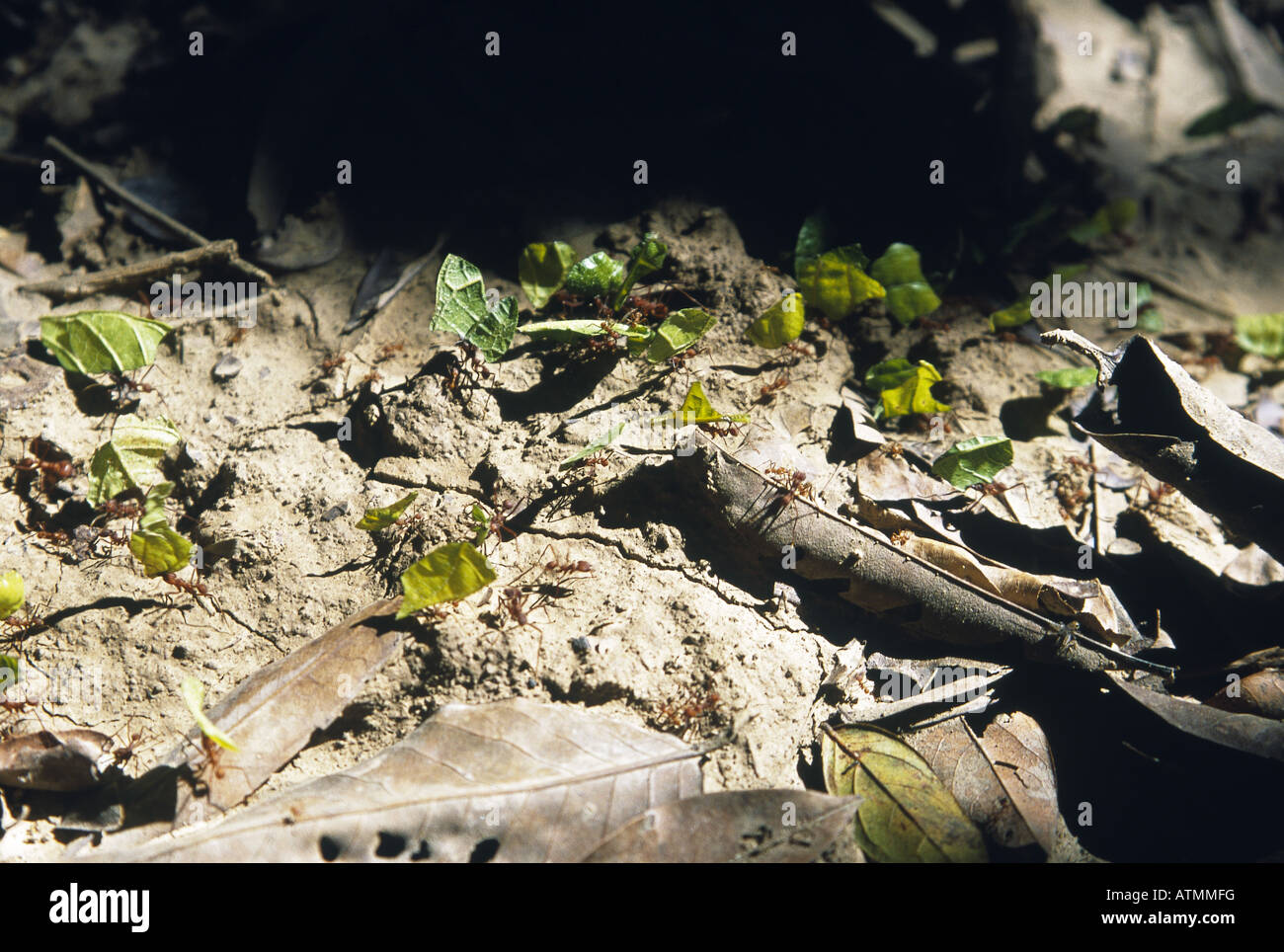 Amazon Basin jungle Leaf cutter ants Red ants carrying large green leaf ...