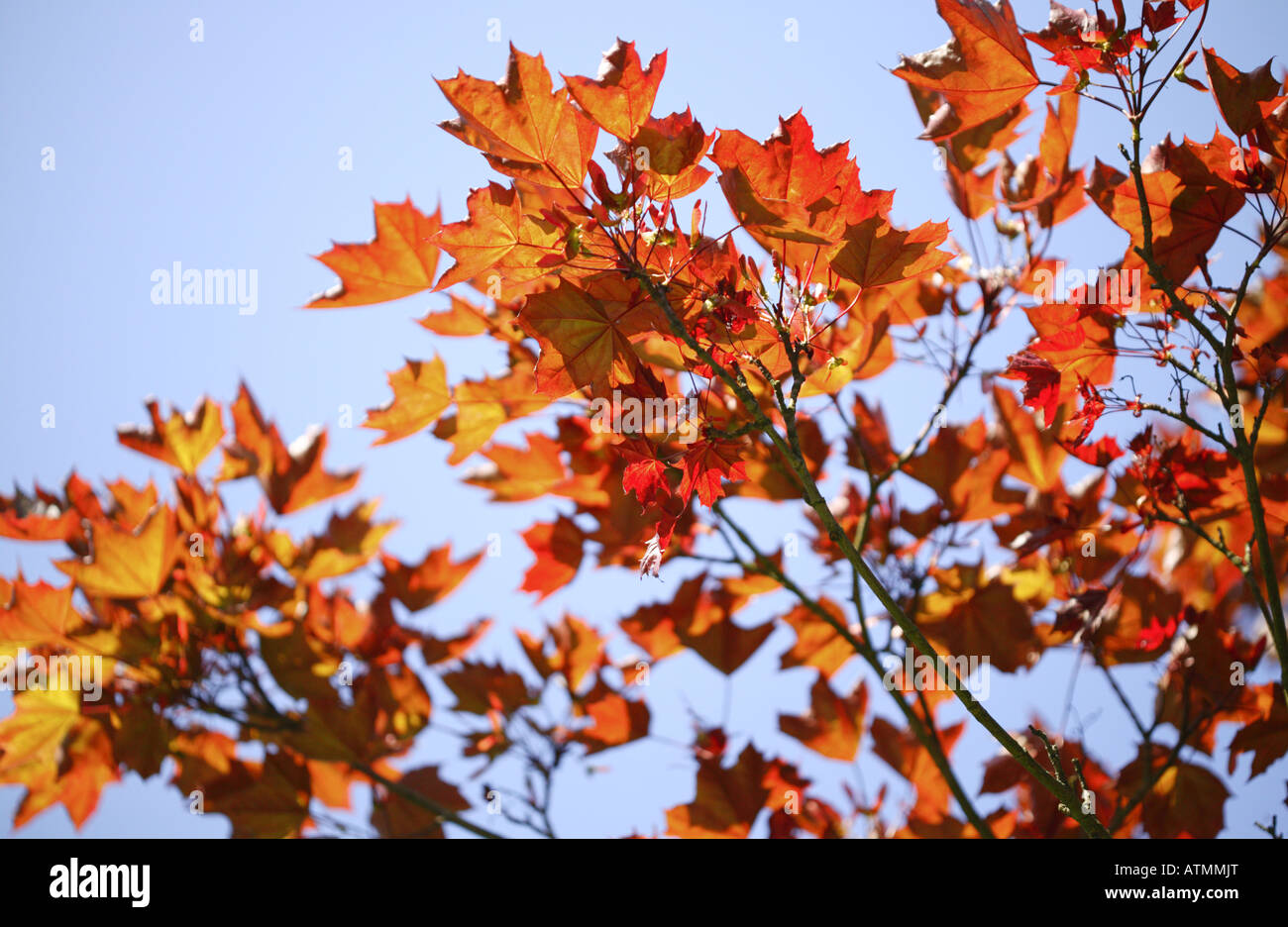 new amber tree leaves against a blue sky in spring sunshine seen from ...