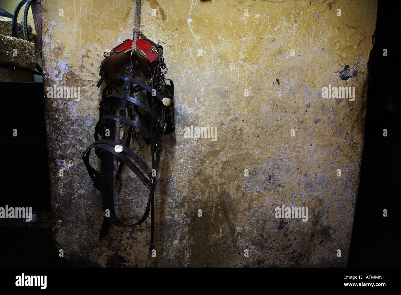 A camel harness hanging on the wall in the camel stables Stock Photo ...