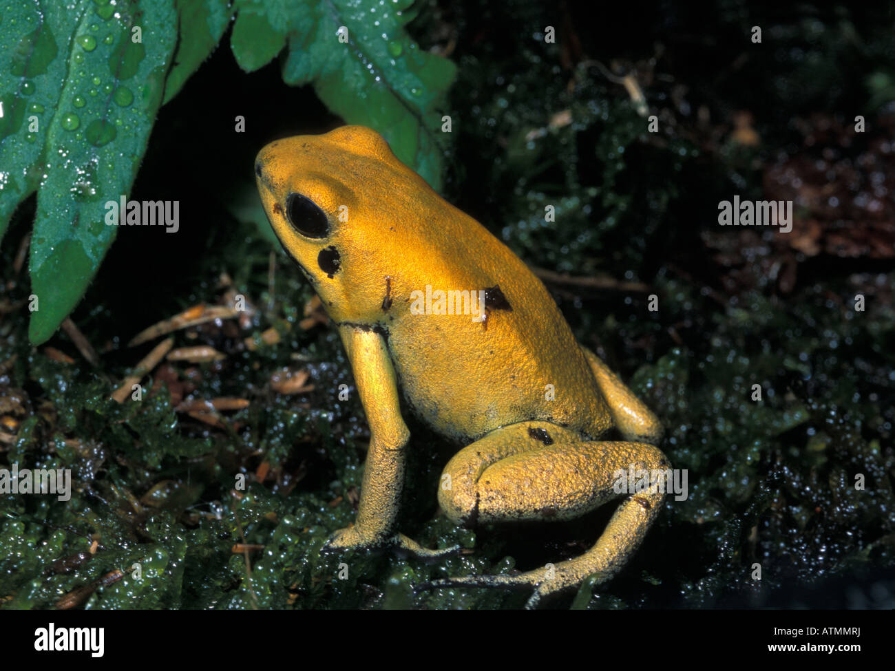 Golden dart frogs hi-res stock photography and images - Alamy