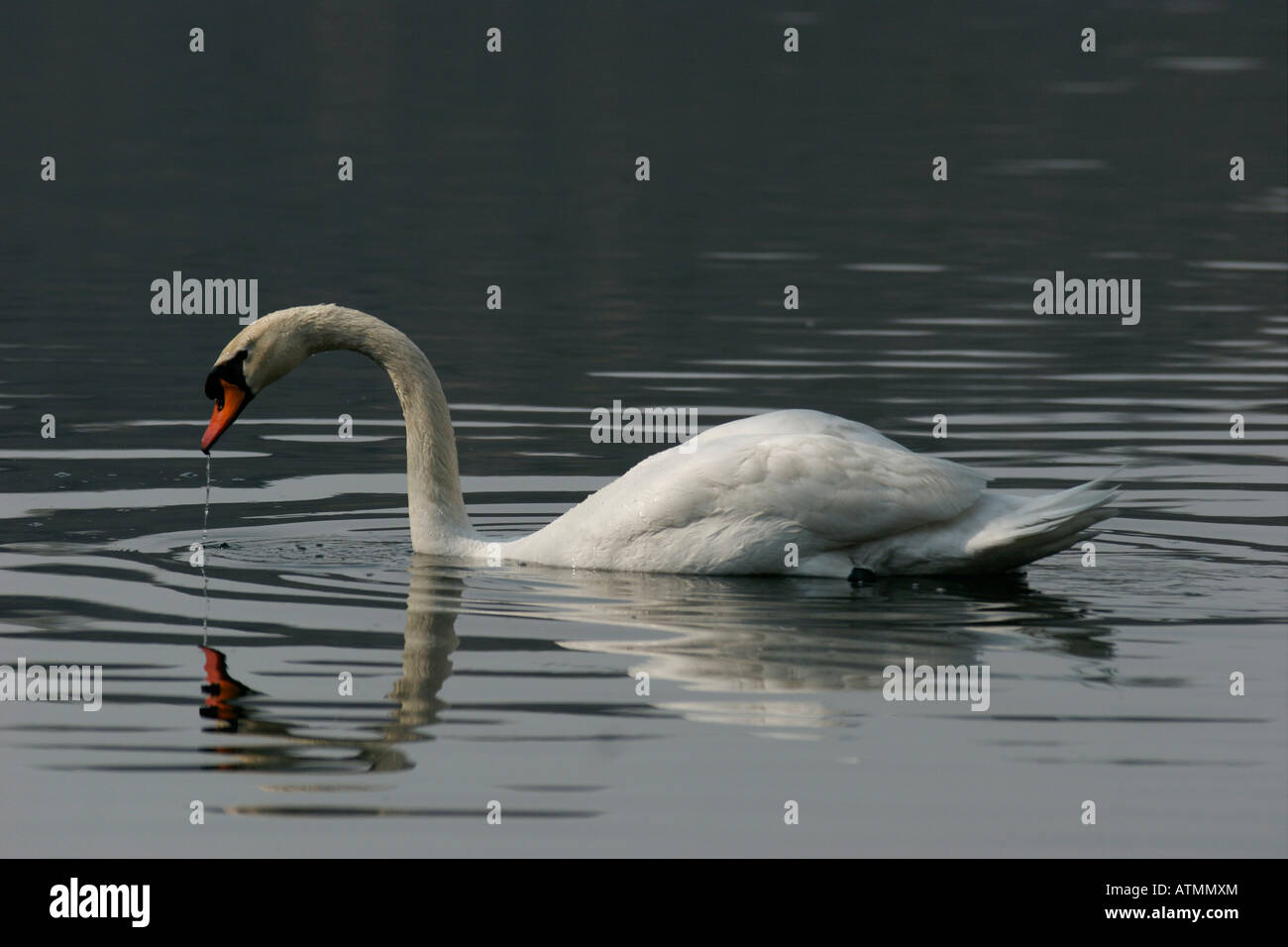 Cygnus olor. Italian swan Lago Sirio, Ivrea, Piemonte, italy Stock ...