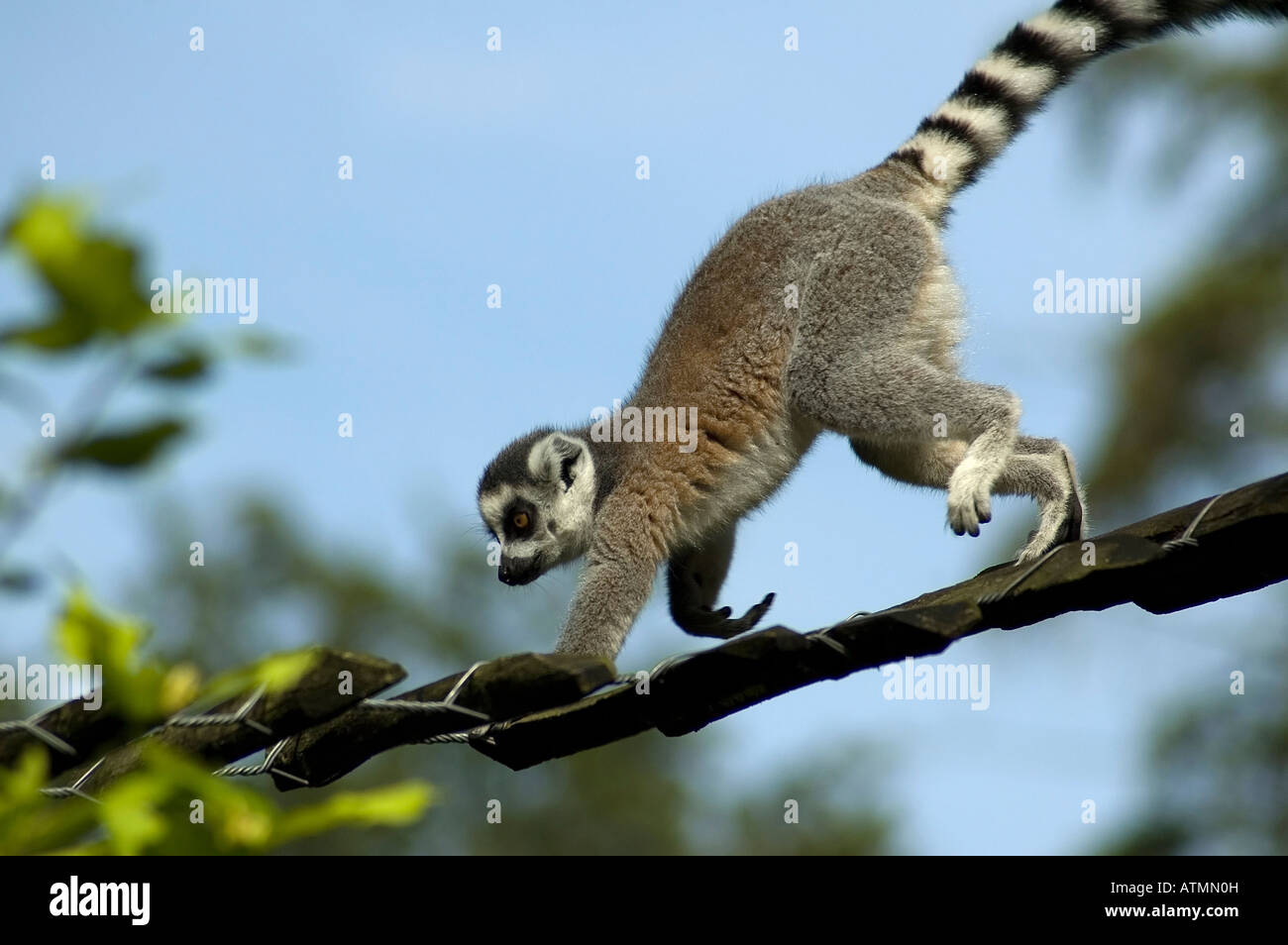 Lemur catta climbing against a blue sky Stock Photo - Alamy