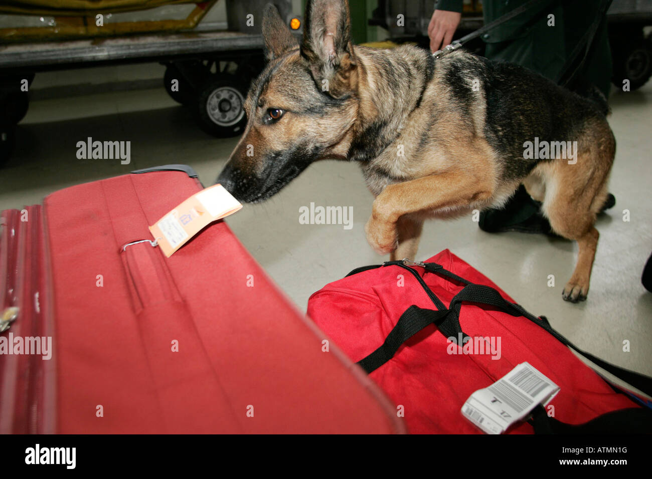 dogs of the customs office Stuttgart Airport Stock Photo - Alamy