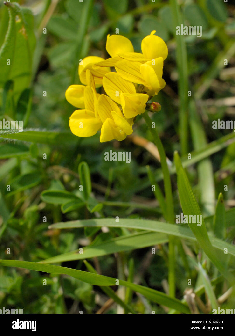 Horseshoe Vetch, hippocrepis comosa Stock Photo - Alamy