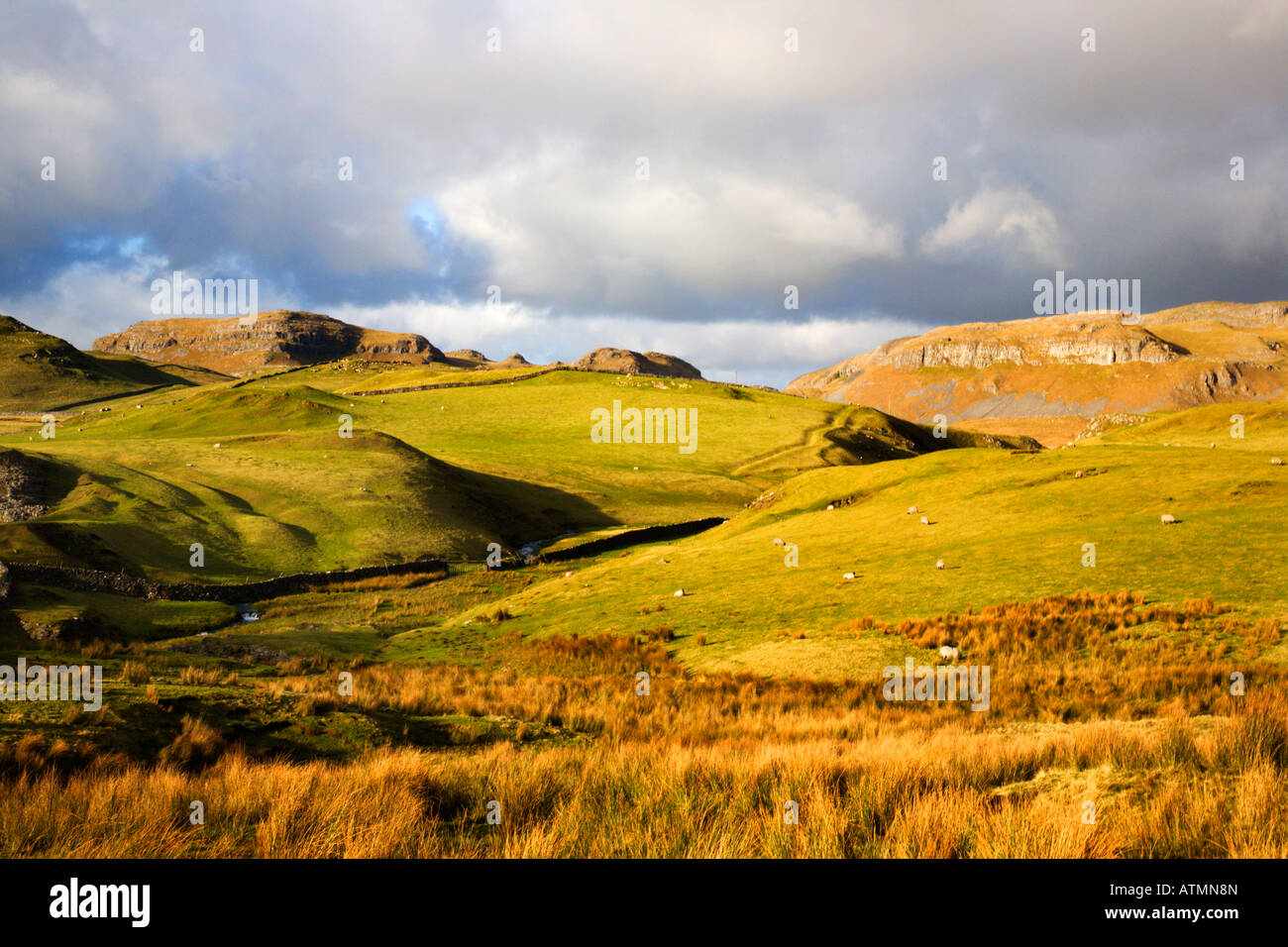 Sheep Grazing at Attermire Scar Yorkshire Dales England Stock Photo - Alamy