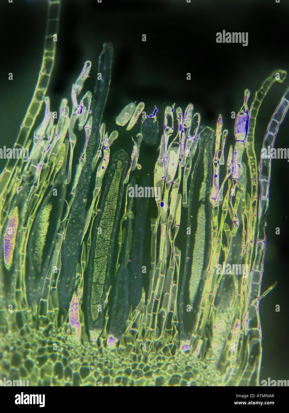 Antheridium hi-res stock photography and images - Alamy