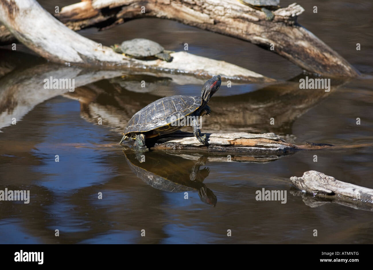 Aquatic turtle sunning hi-res stock photography and images - Alamy