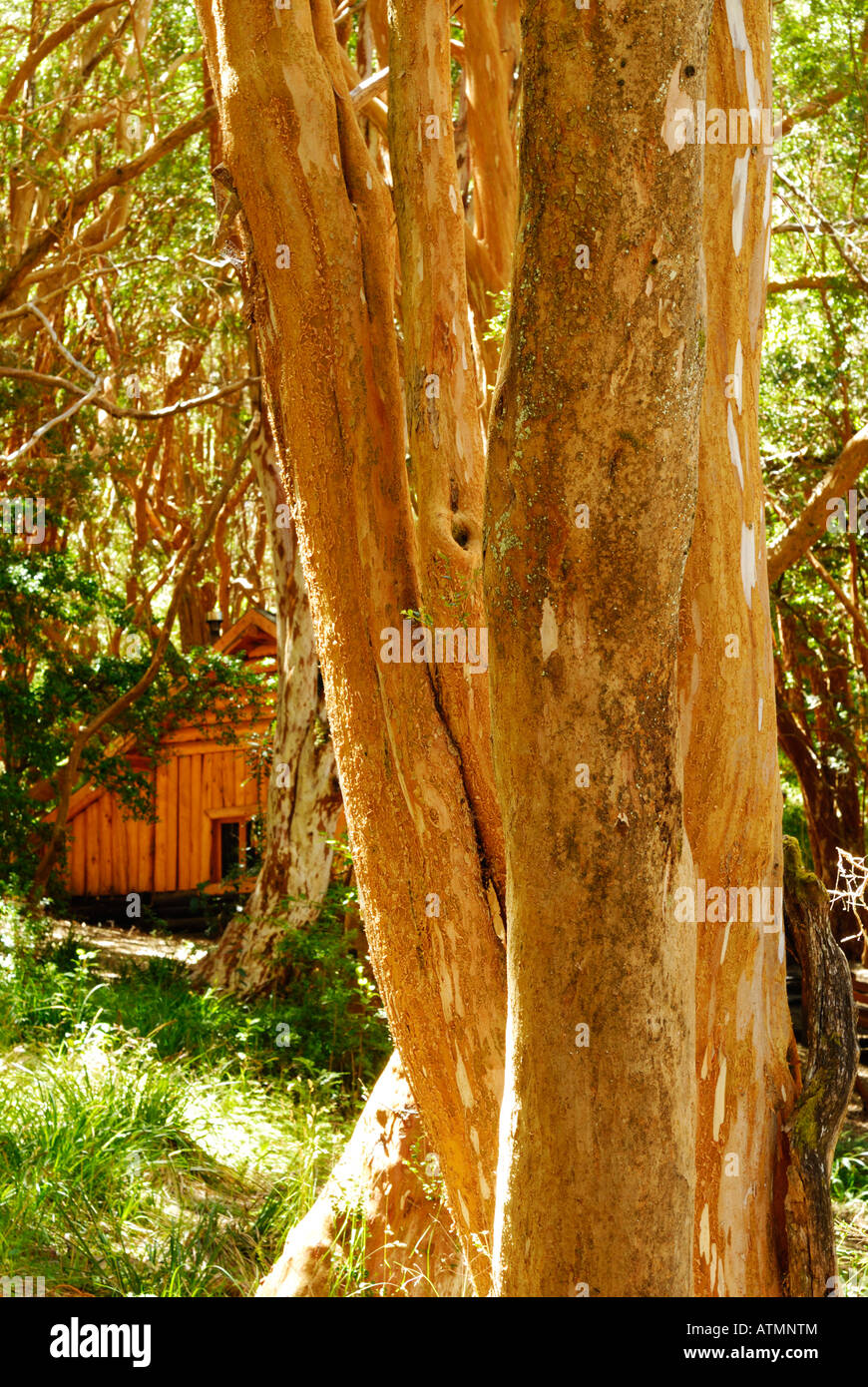 Los Arrayanes National Park, Peninsula de Quetrihue, Neuquen, Argentina ...