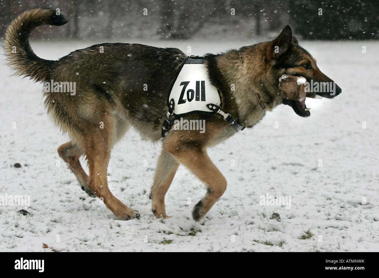 dogs of the customs office Stuttgart Airport at training Stock Photo ...