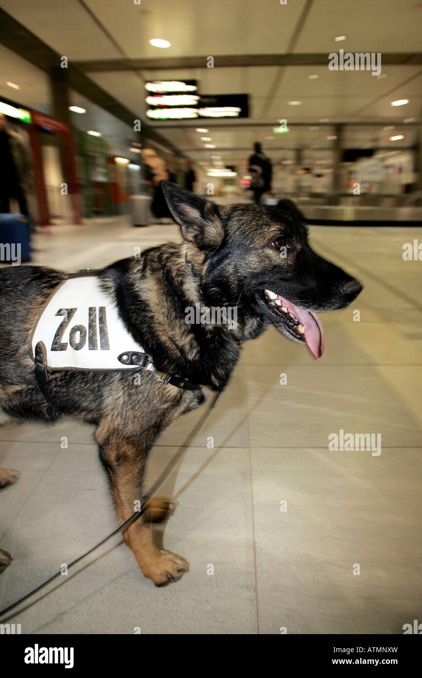 Airport customs dog hi-res stock photography and images - Alamy