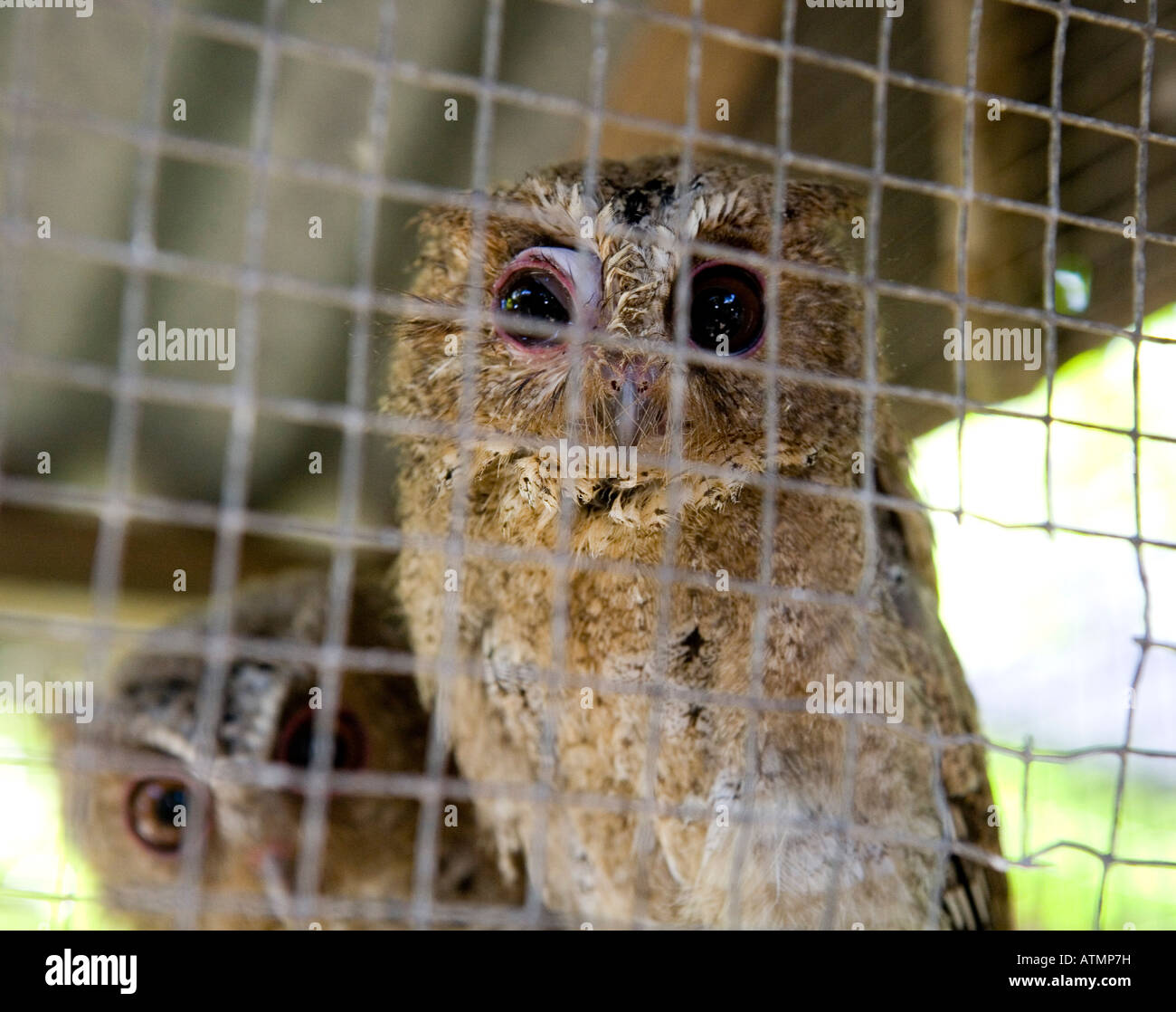 Caged Owl Ubud Bali Indonesia Stock Photo - Alamy