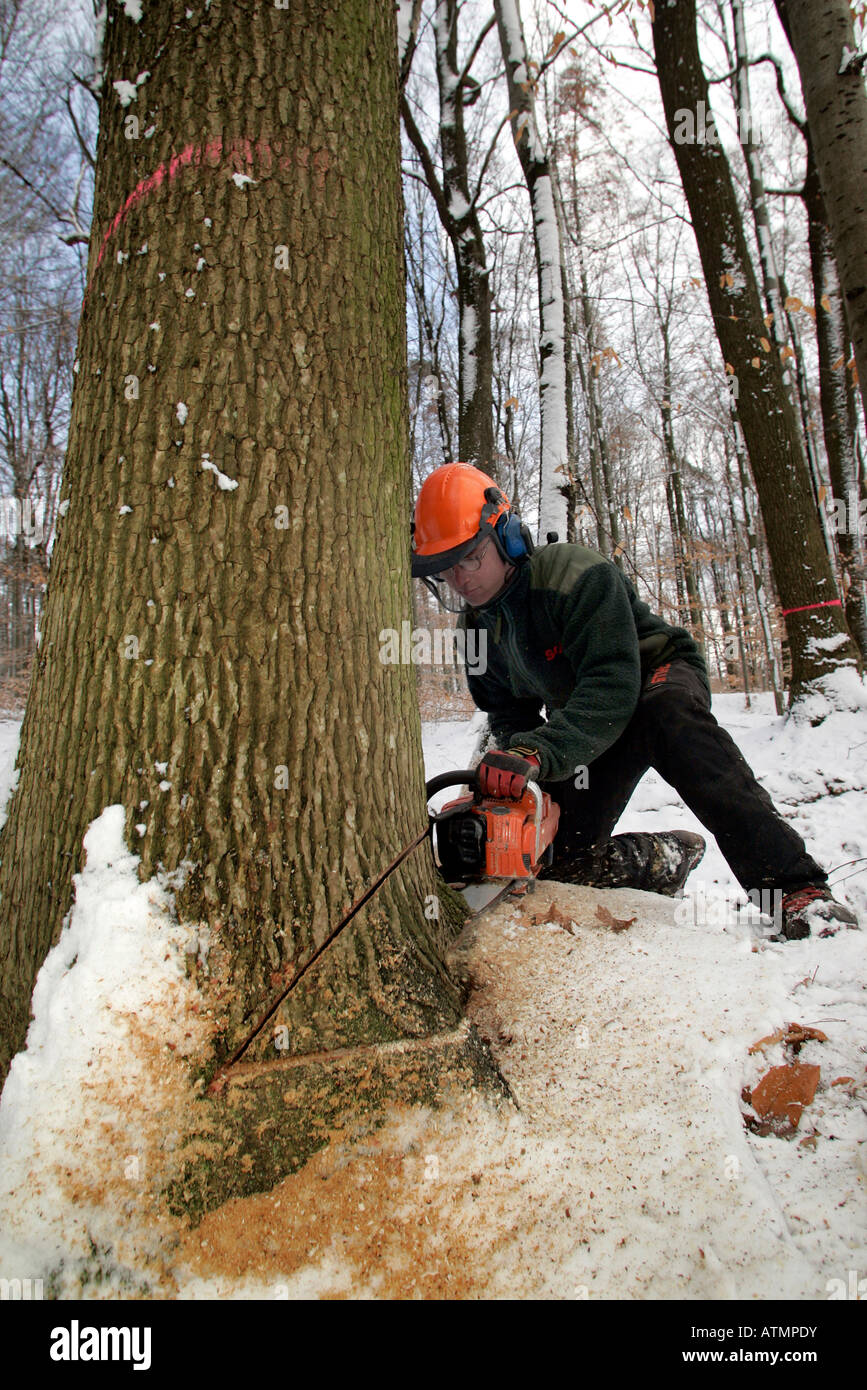 wood-cutter at work Stock Photo - Alamy
