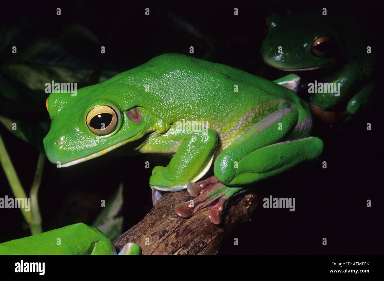Litoria infrafrenata, White Lipped Tree Frog, Giant Tree Frog Australia ... Litoria infrafrenata, White Lipped Tree Frog, Giant Tree Frog Australia ...