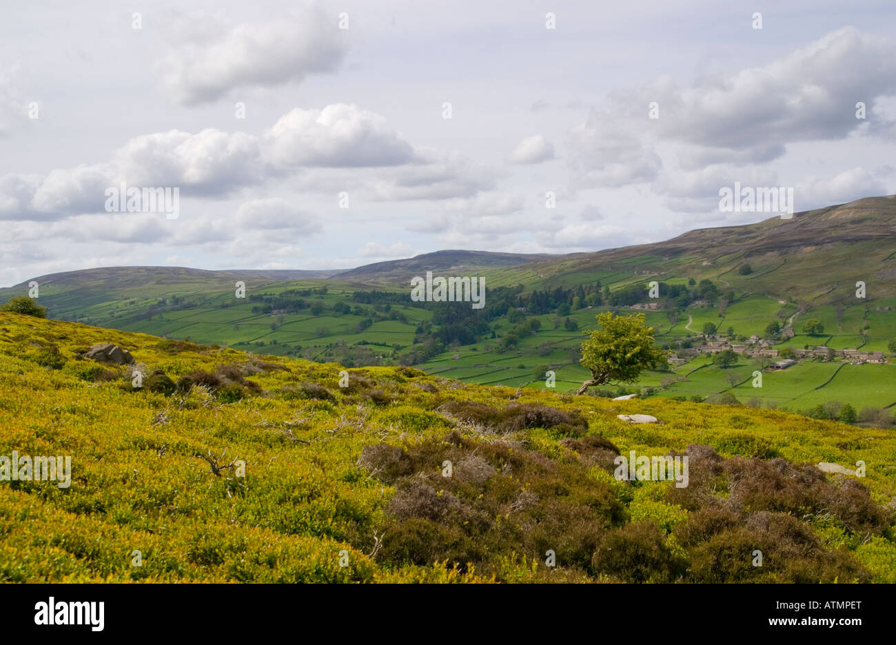 Swaledale spring tree hi-res stock photography and images - Alamy