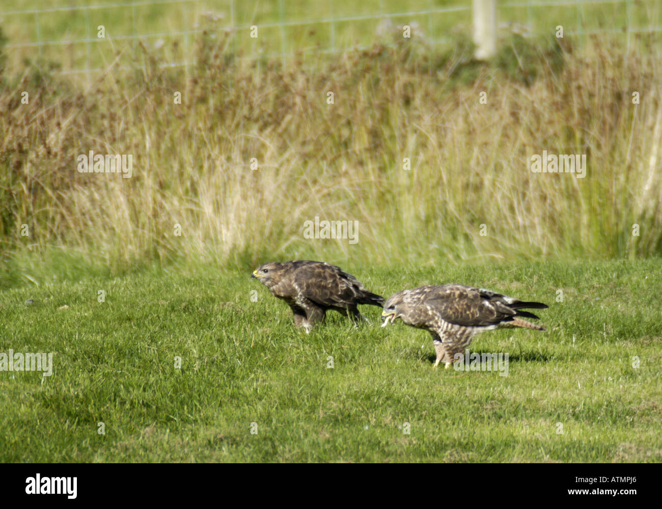 Two Buzzards on the ground feeding at Gigrin Farm feeding station Nr ...