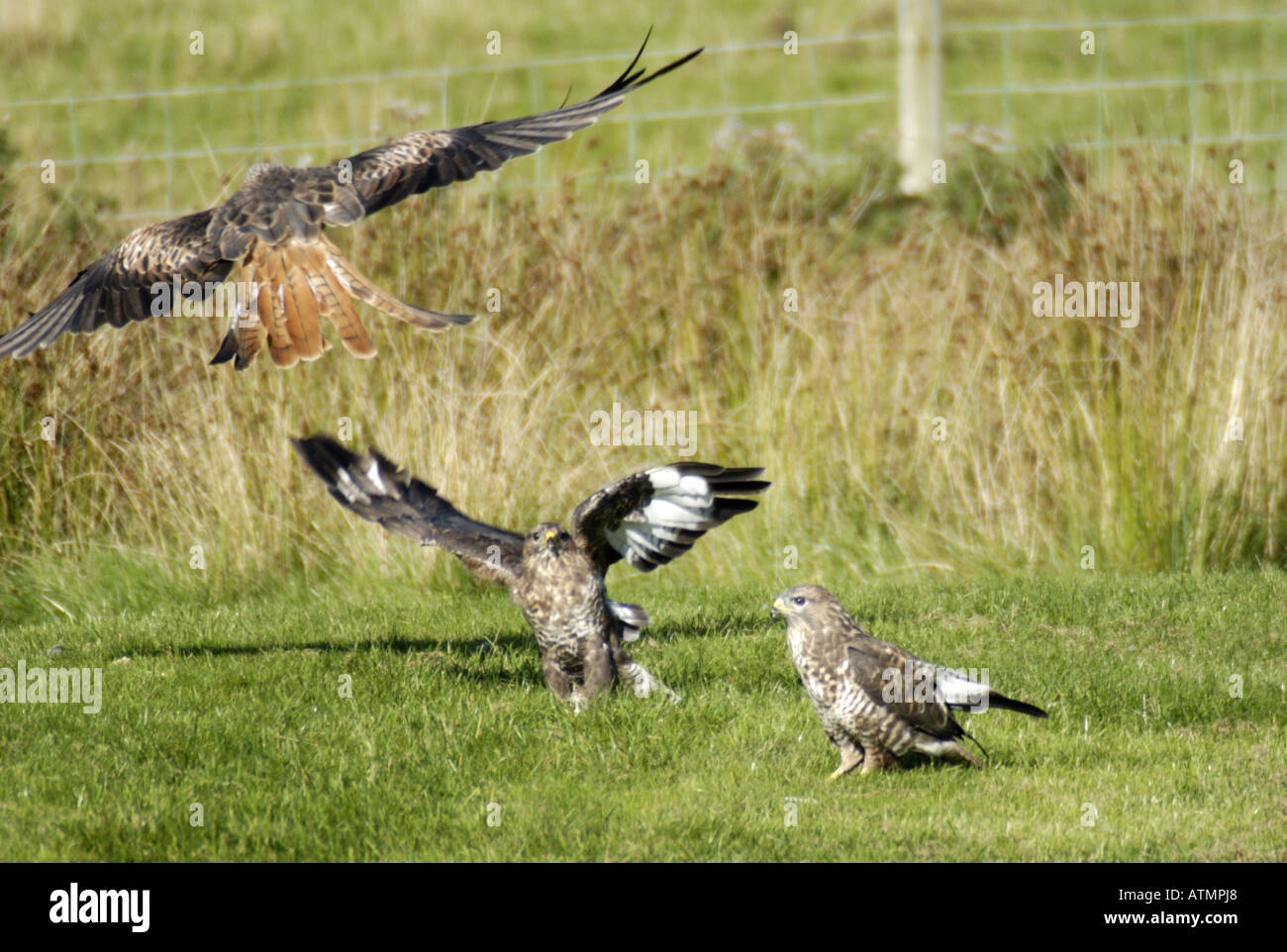 Red kite feeding station hi-res stock photography and images - Alamy