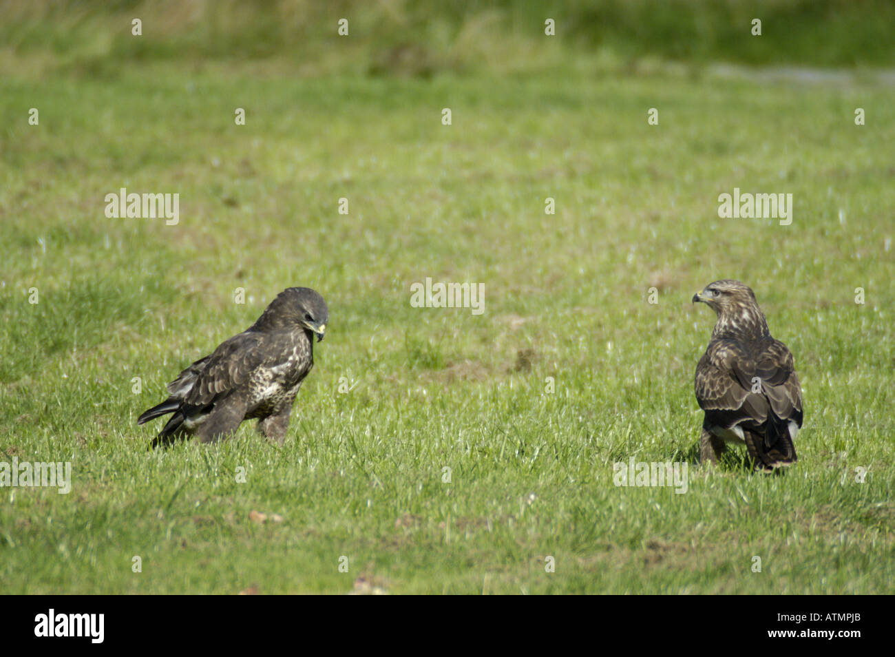 Two Buzzards on the ground feeding at Gigrin Farm feeding station Nr ...