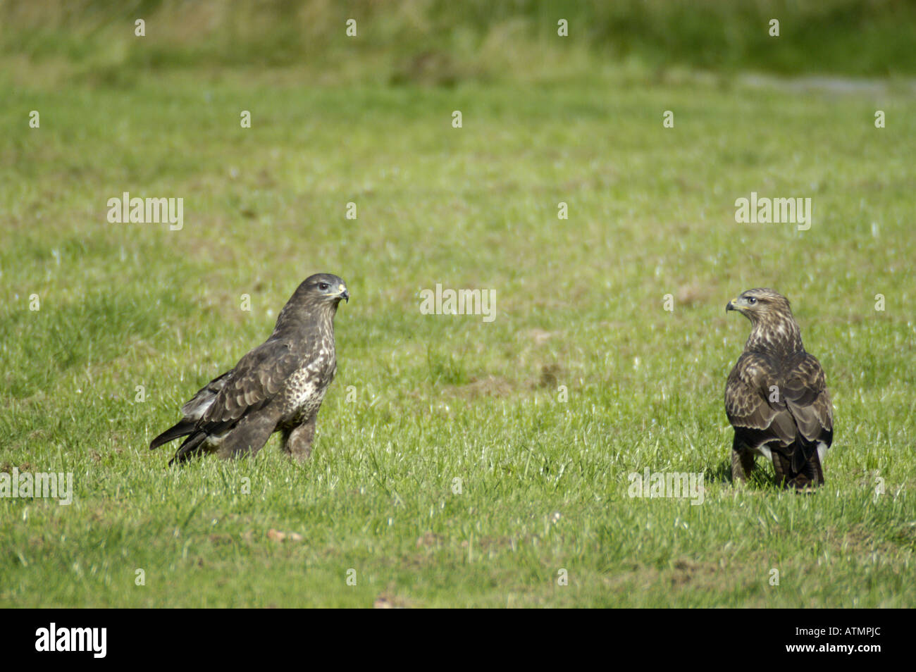 Two Buzzards on the ground feeding at Gigrin Farm feeding station Nr ...