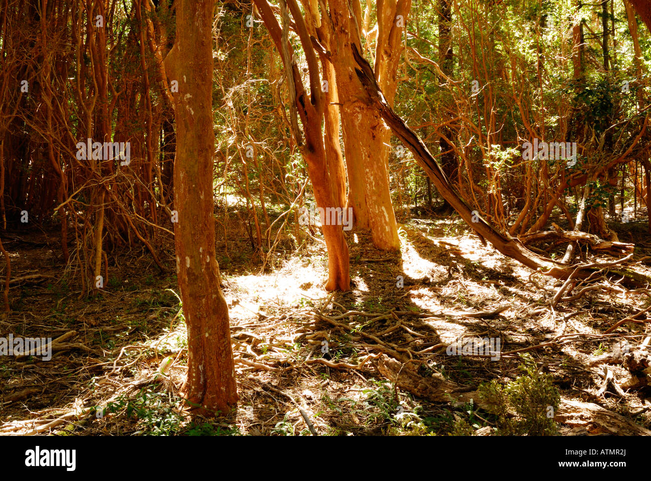 Los Arrayanes National Park, Peninsula de Quetrihue, Neuquen, Argentina ...