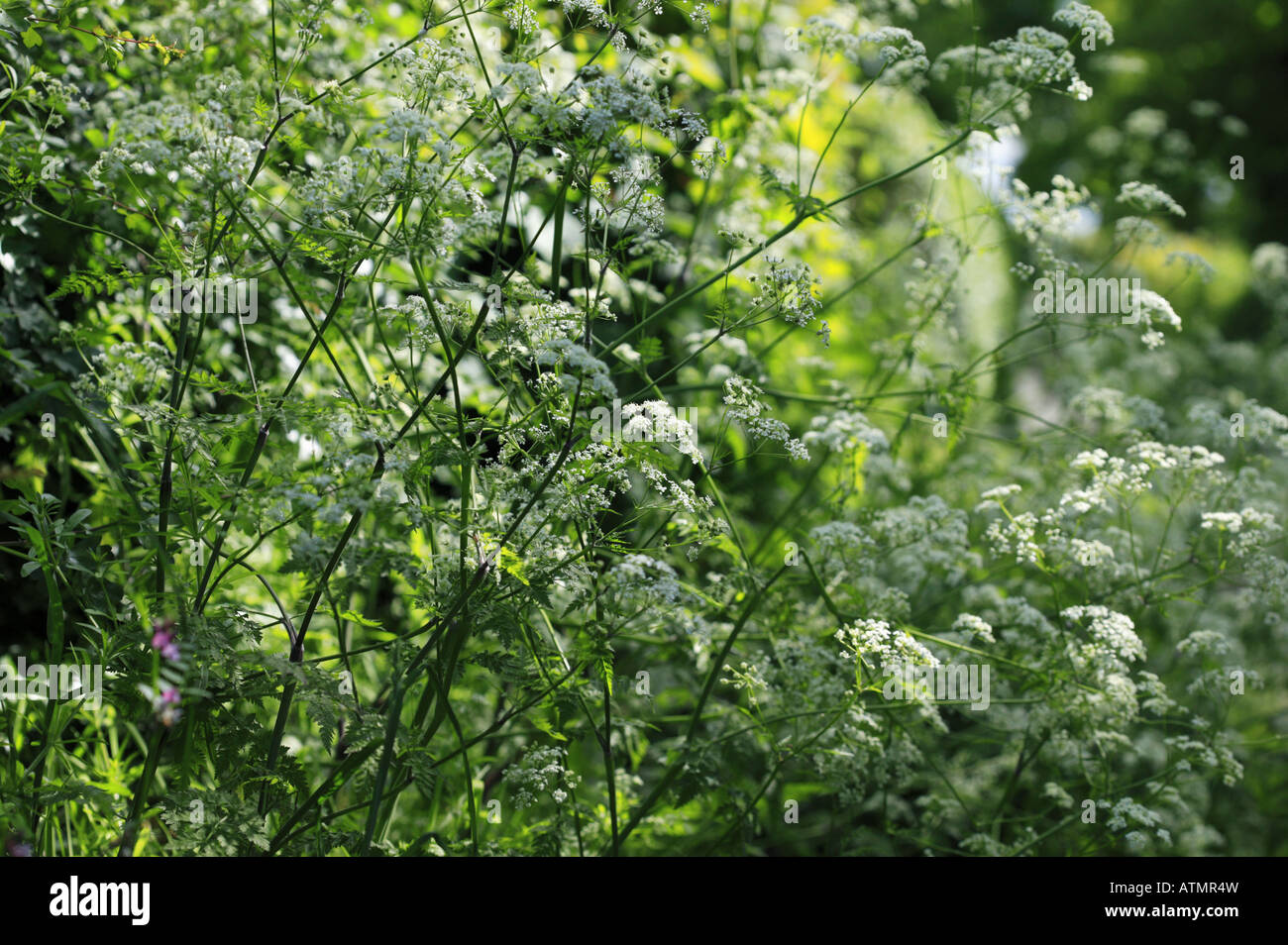 Hedgerow in spring with meadow sweet and mixed plants with soft dappled ...