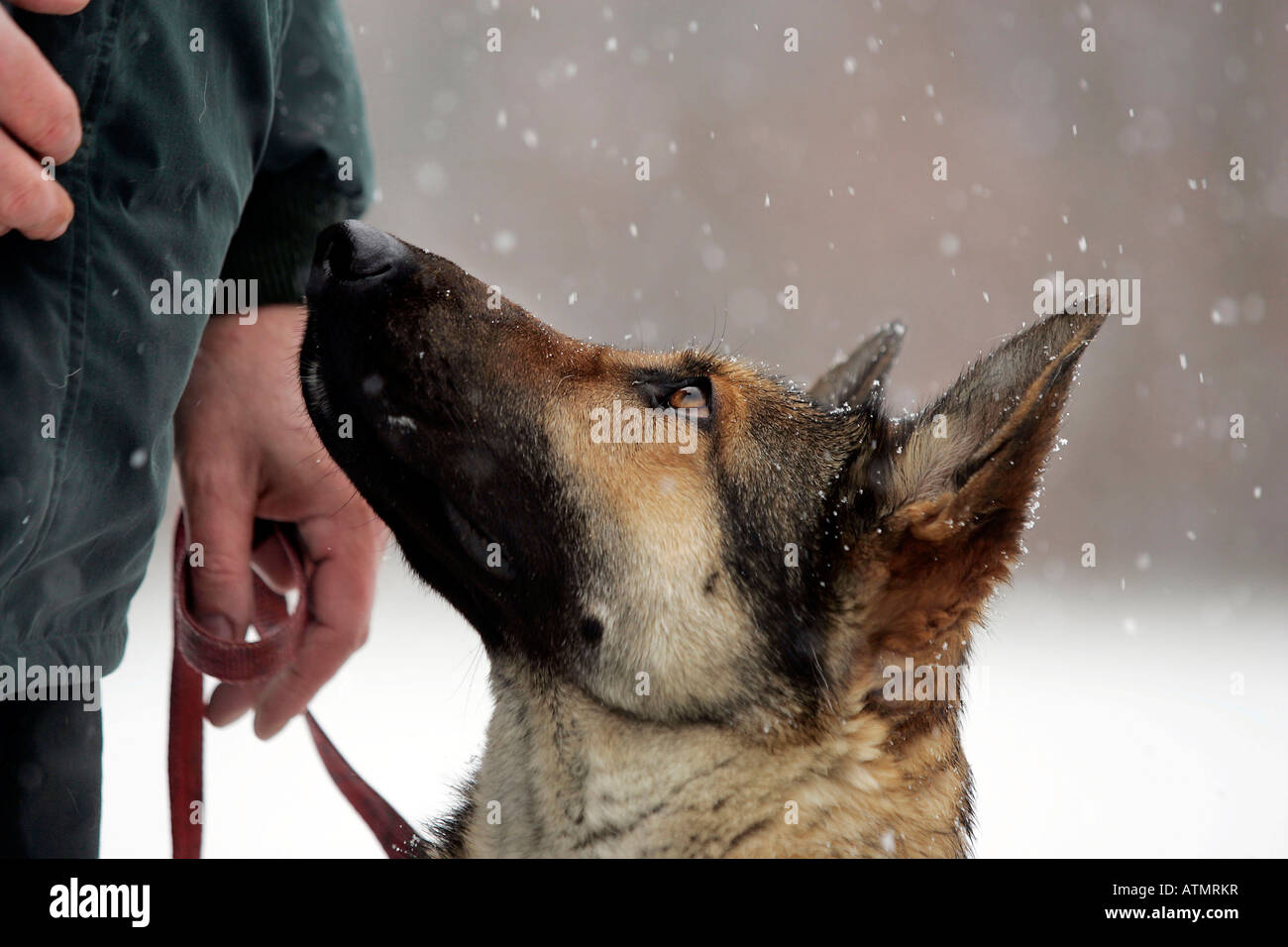 dogs of the customs office Stuttgart airport at training Stock Photo ...