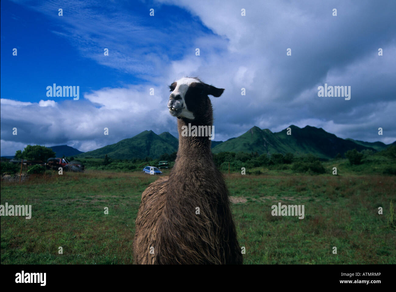 Tame animal hi-res stock photography and images - Alamy