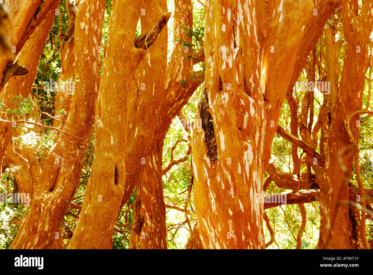 Parque nacional arrayanes hi-res stock photography and images - Alamy