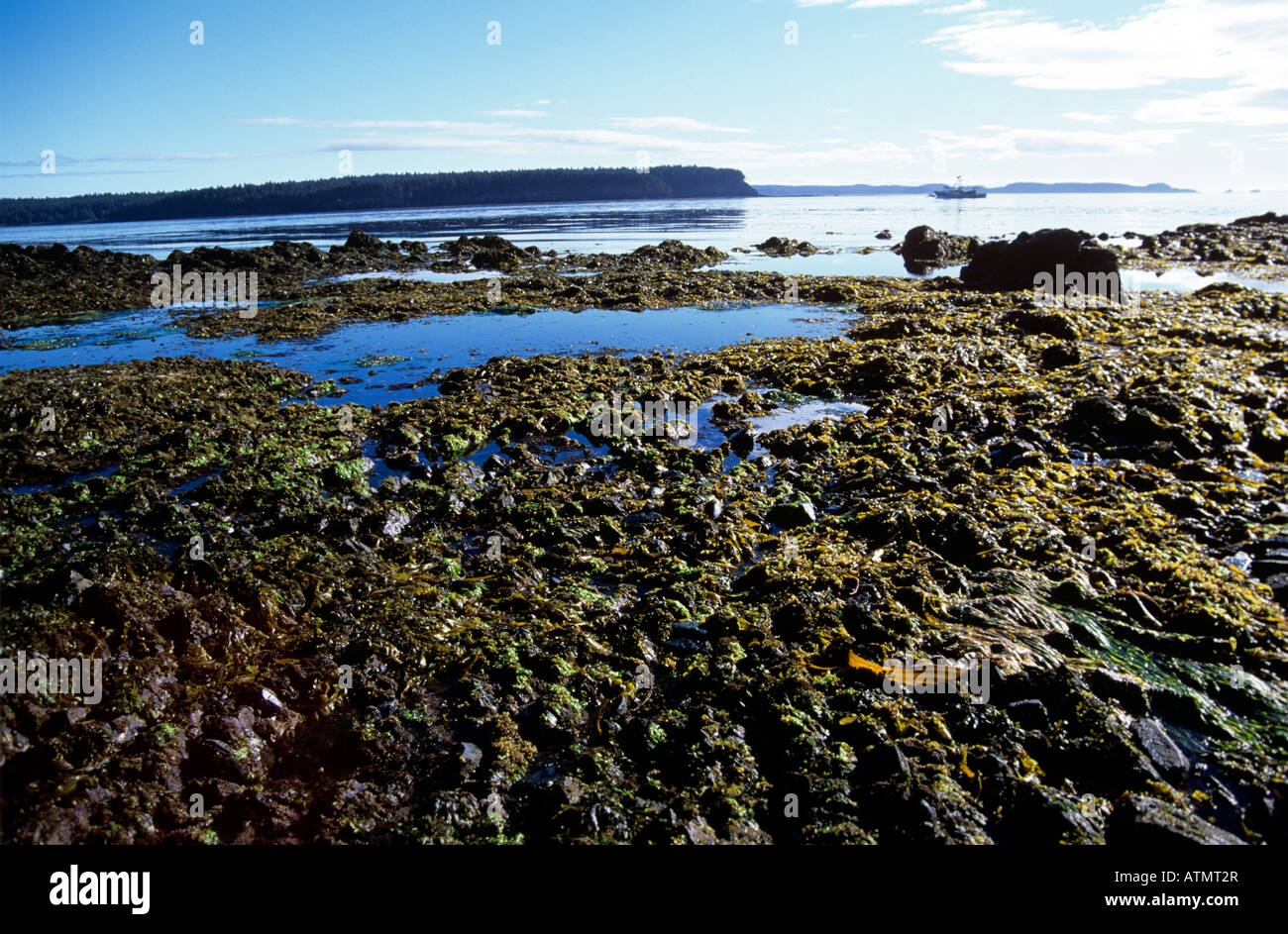 Low tide in Alaska Stock Photo - Alamy