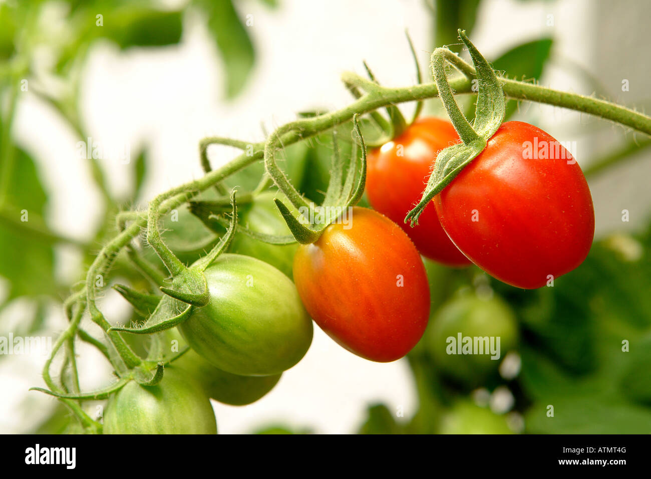Green tomato bushes hi-res stock photography and images - Alamy