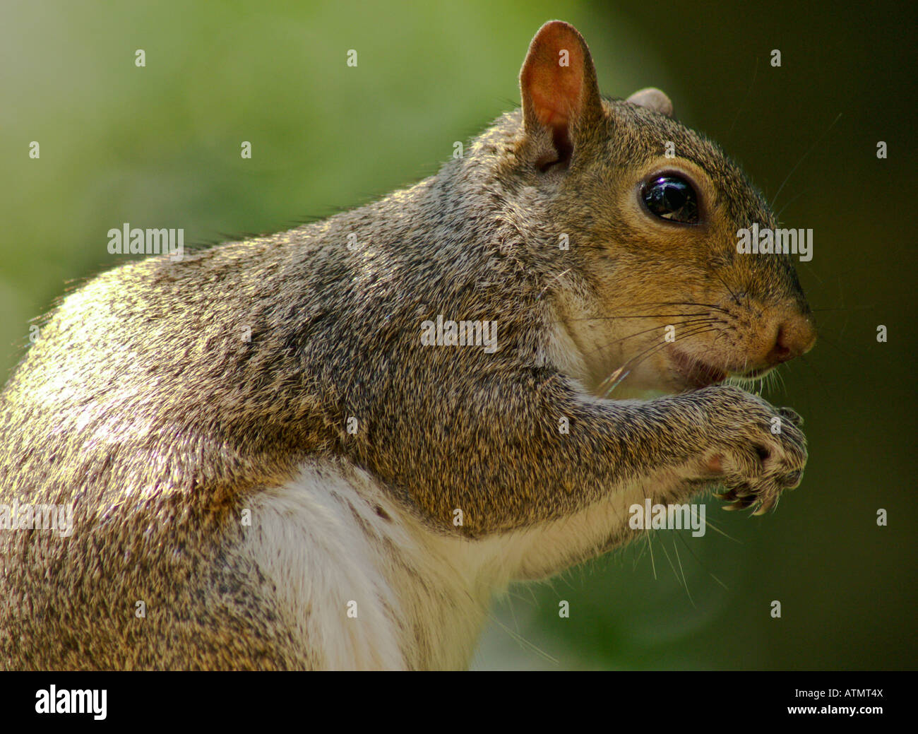 Squirrel hands hi-res stock photography and images - Alamy