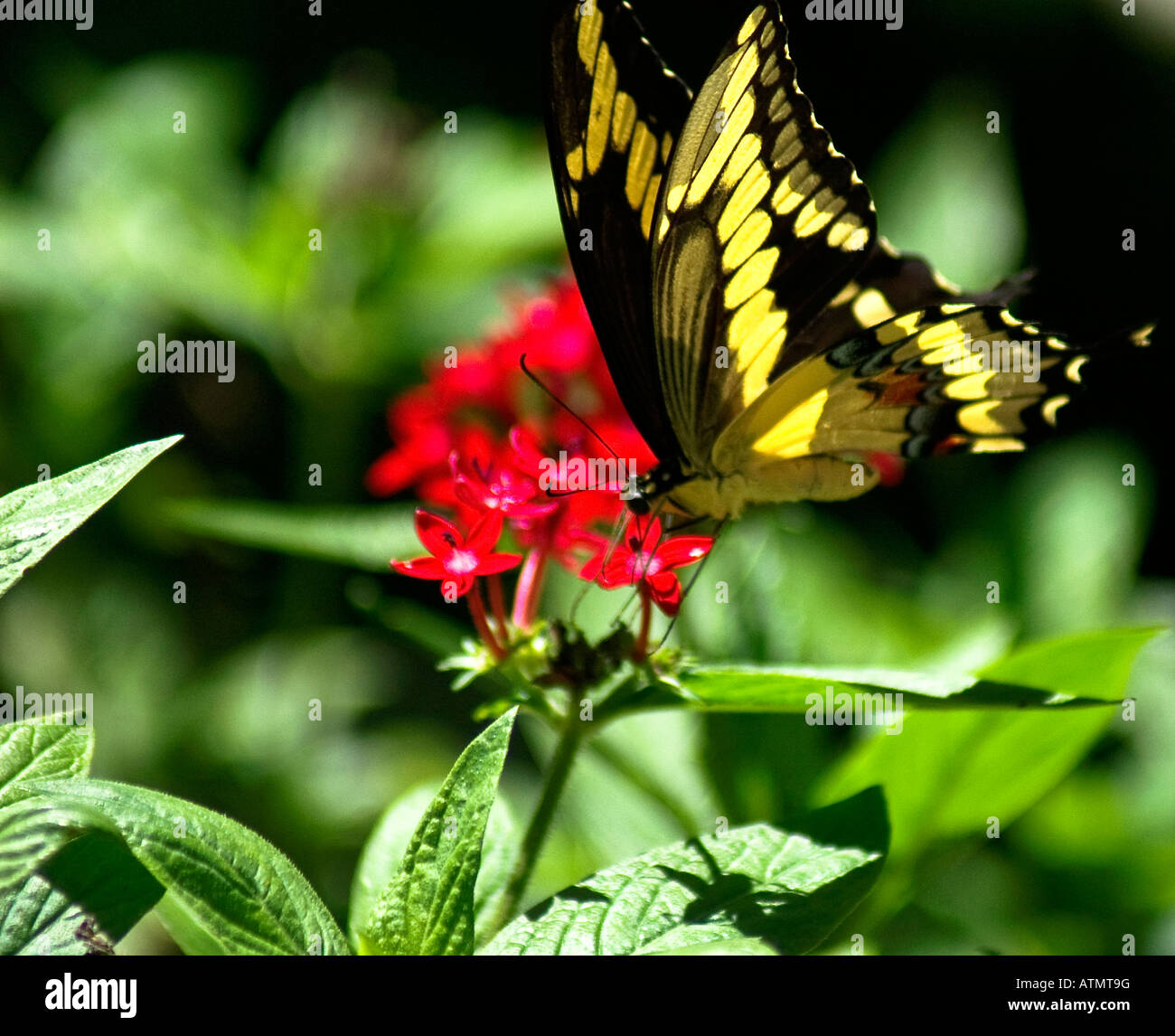 Alighting on a flower hi-res stock photography and images - Alamy