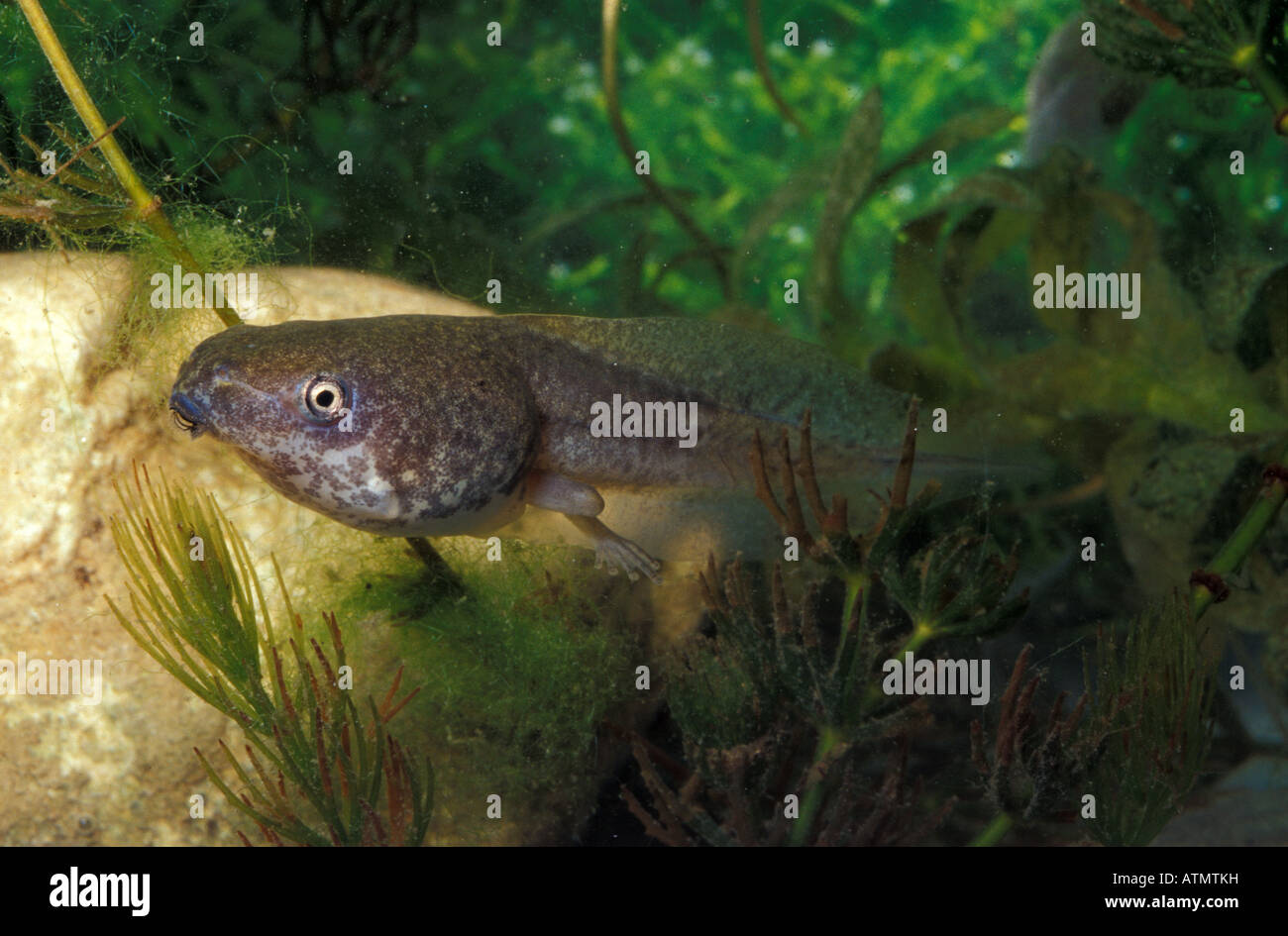 Tadpole of Polypedates (Rhacophorus) leucomystax, Asian Flying Frog ...